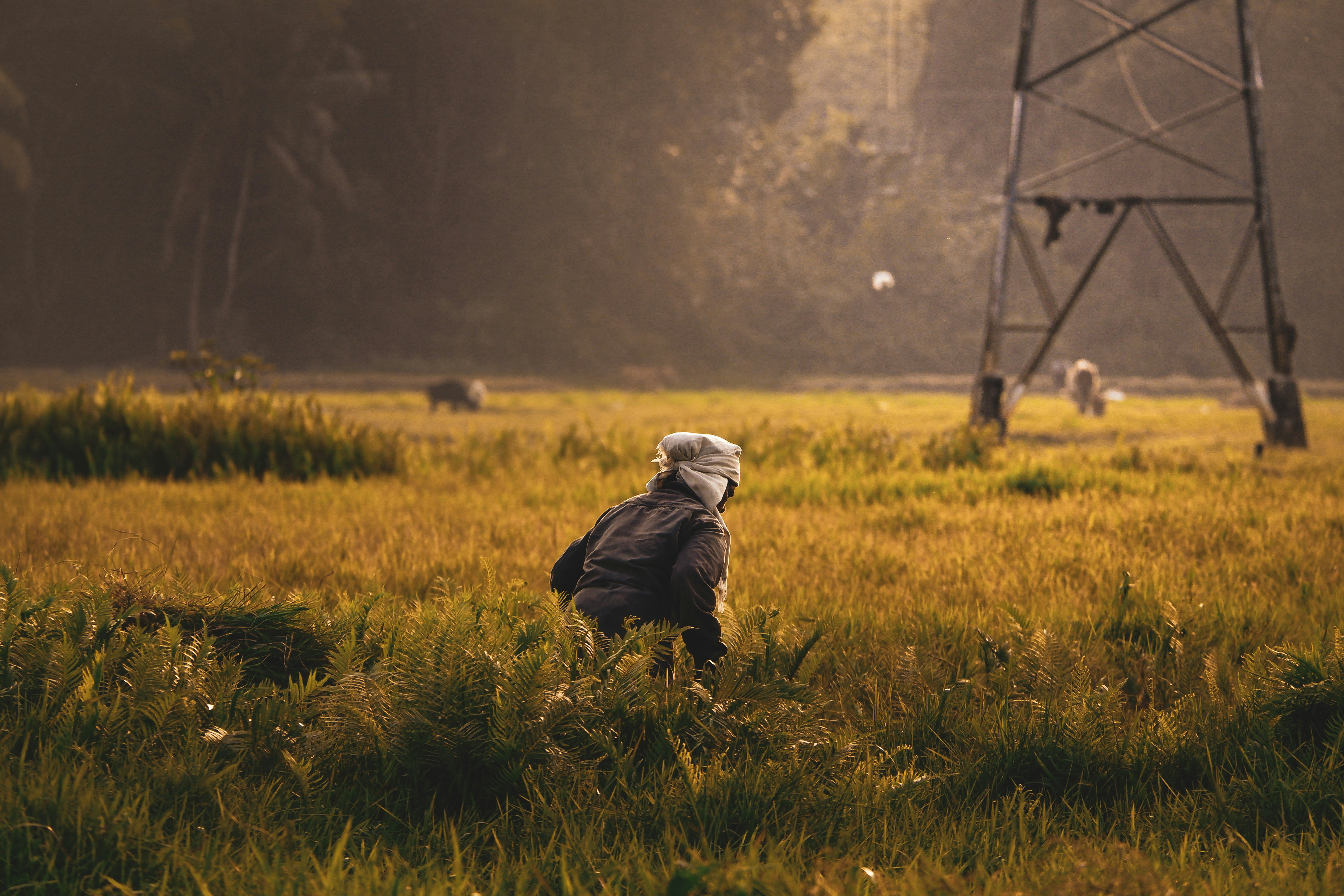Amber Field Watcher: A solitary figure in a sunlit meadow beneath a distant lattice tower