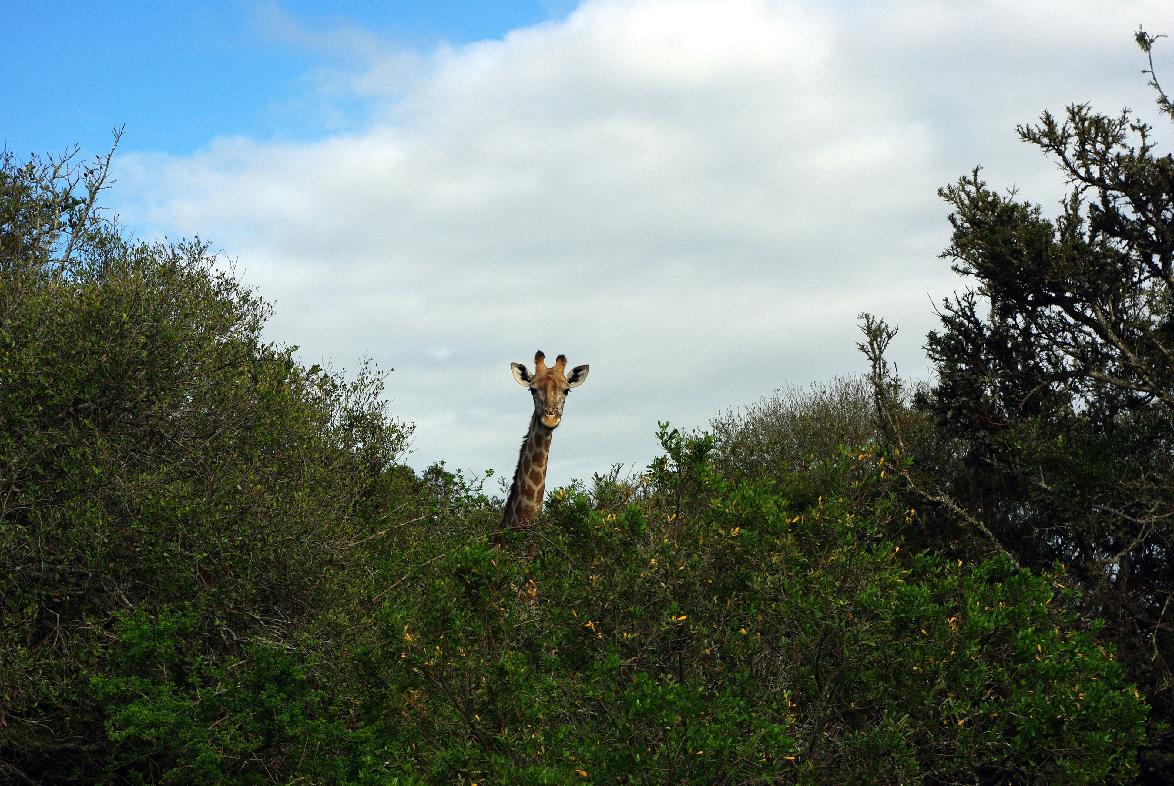 Giraffe peering above dense foliage under a cloudy sky. The scene captures the unexpected encounter with wildlife in its natural habitat.