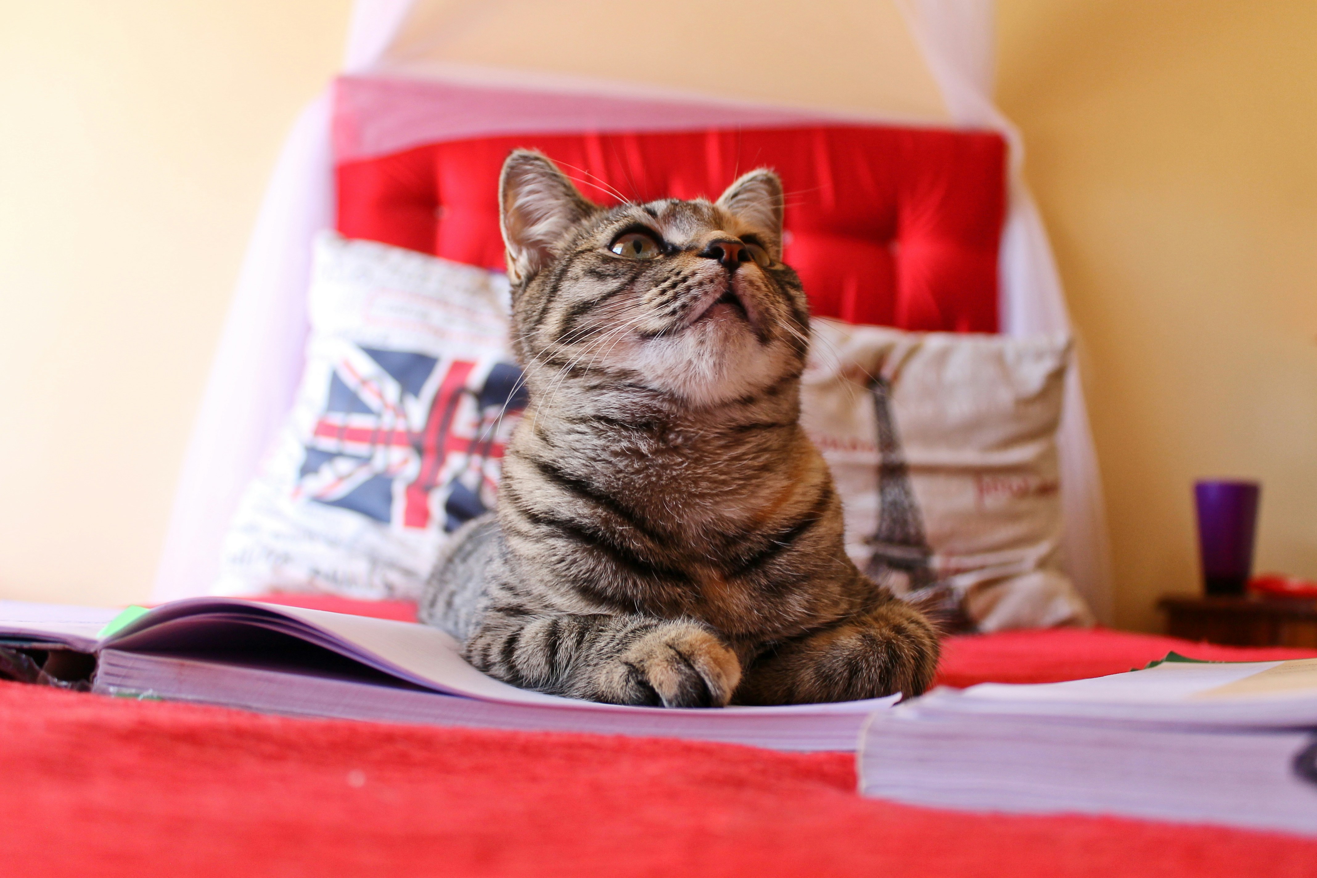 Whiskers in a Sunlit Nook: Tabby Among Red Cushions