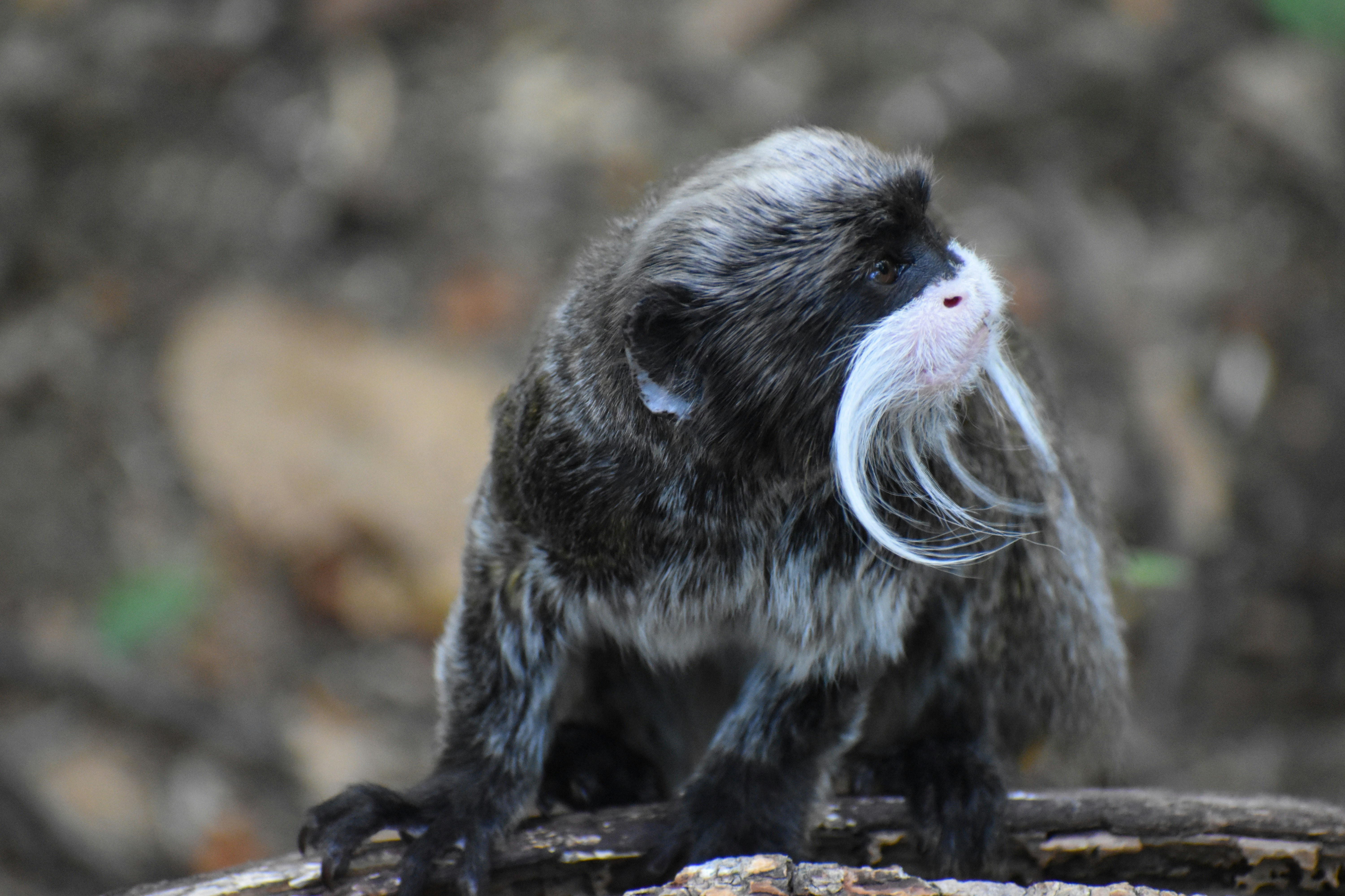 Bilder zum Thema Tamarin Empereur | Kostenlose Bilder auf Unsplash ...