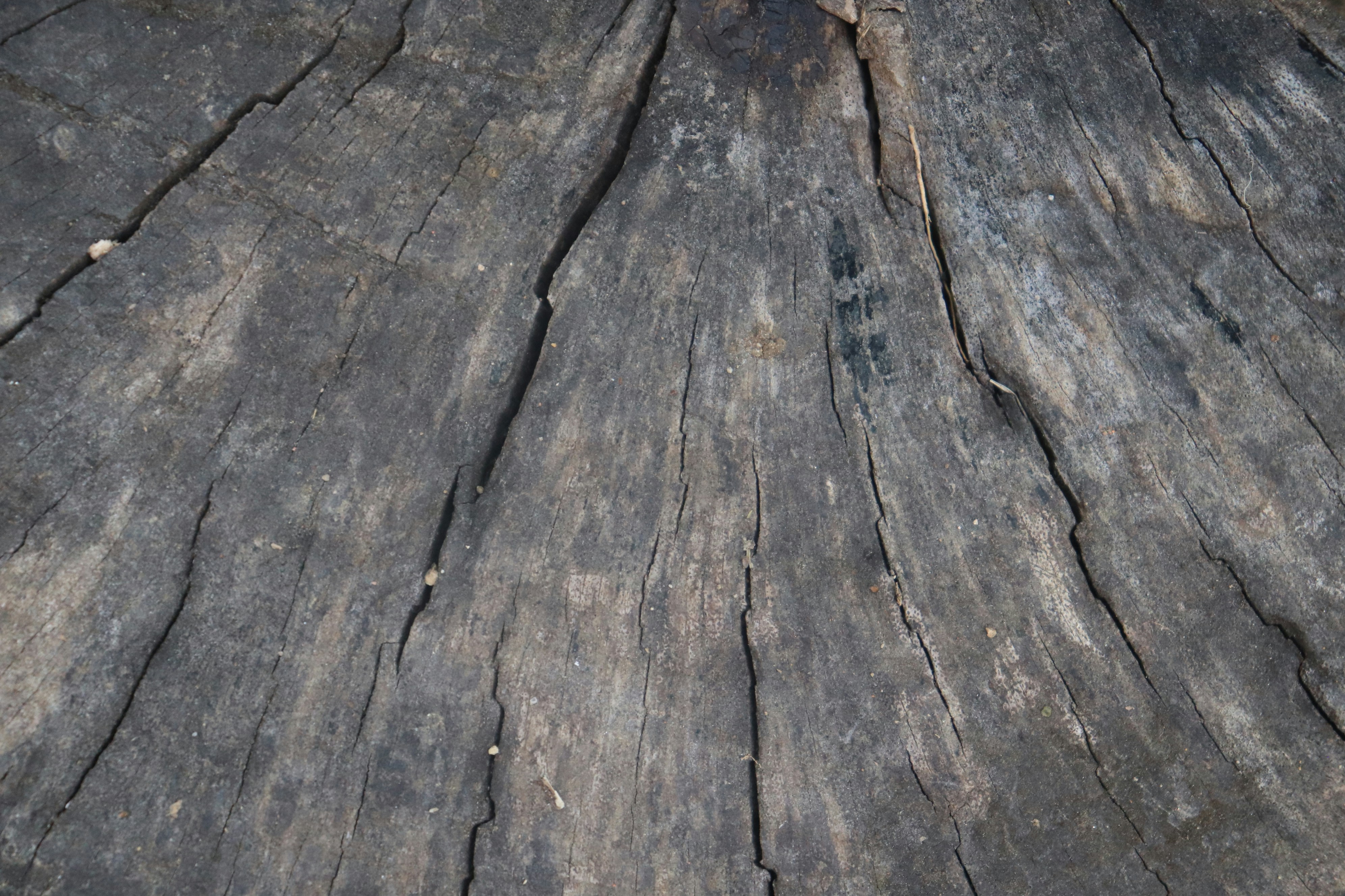Close-up of a weathered tree stump showcasing intricate patterns and textures of aged wood.