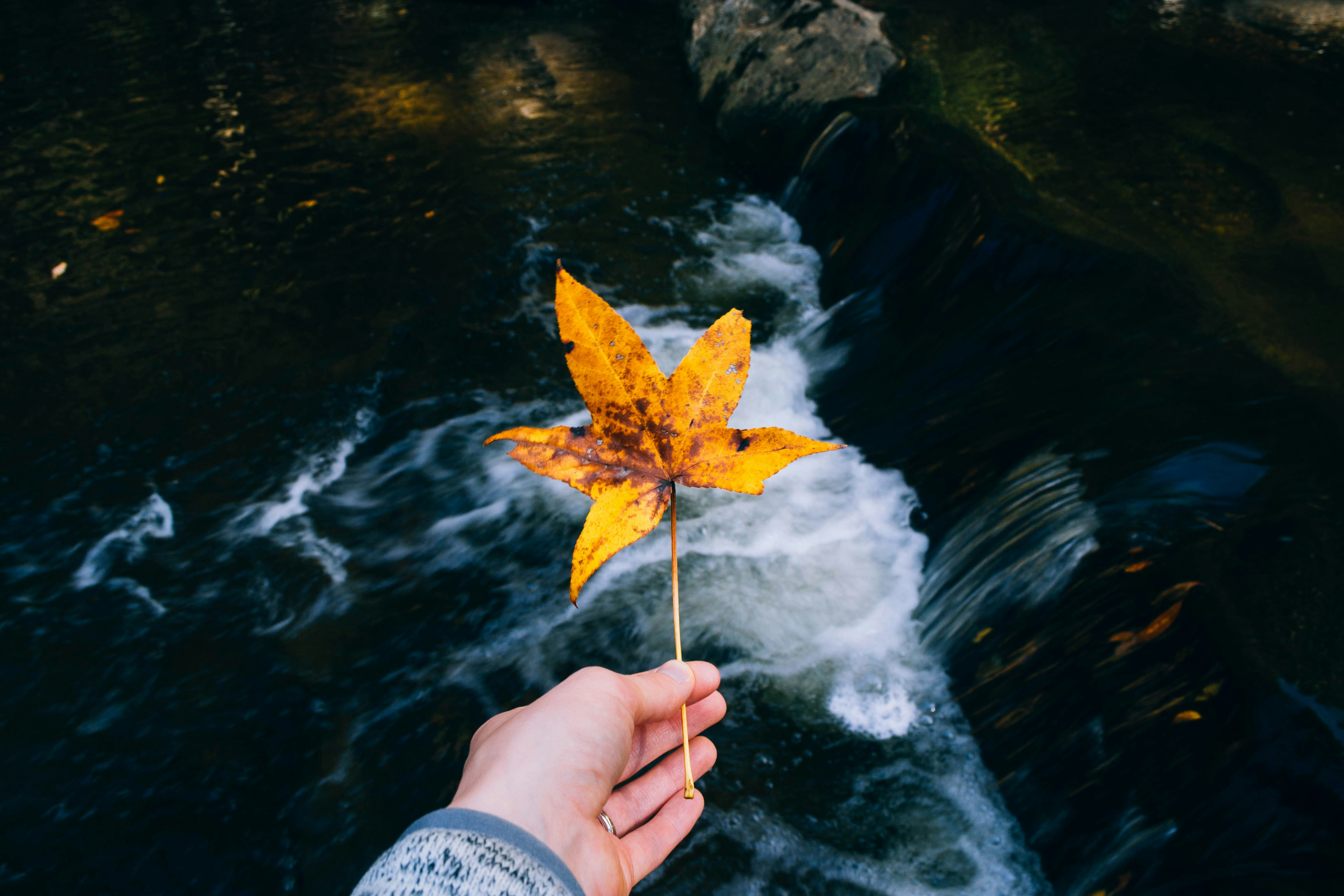 Autumn Leaf Over Rushing Water: A Quiet Hand Frames Color