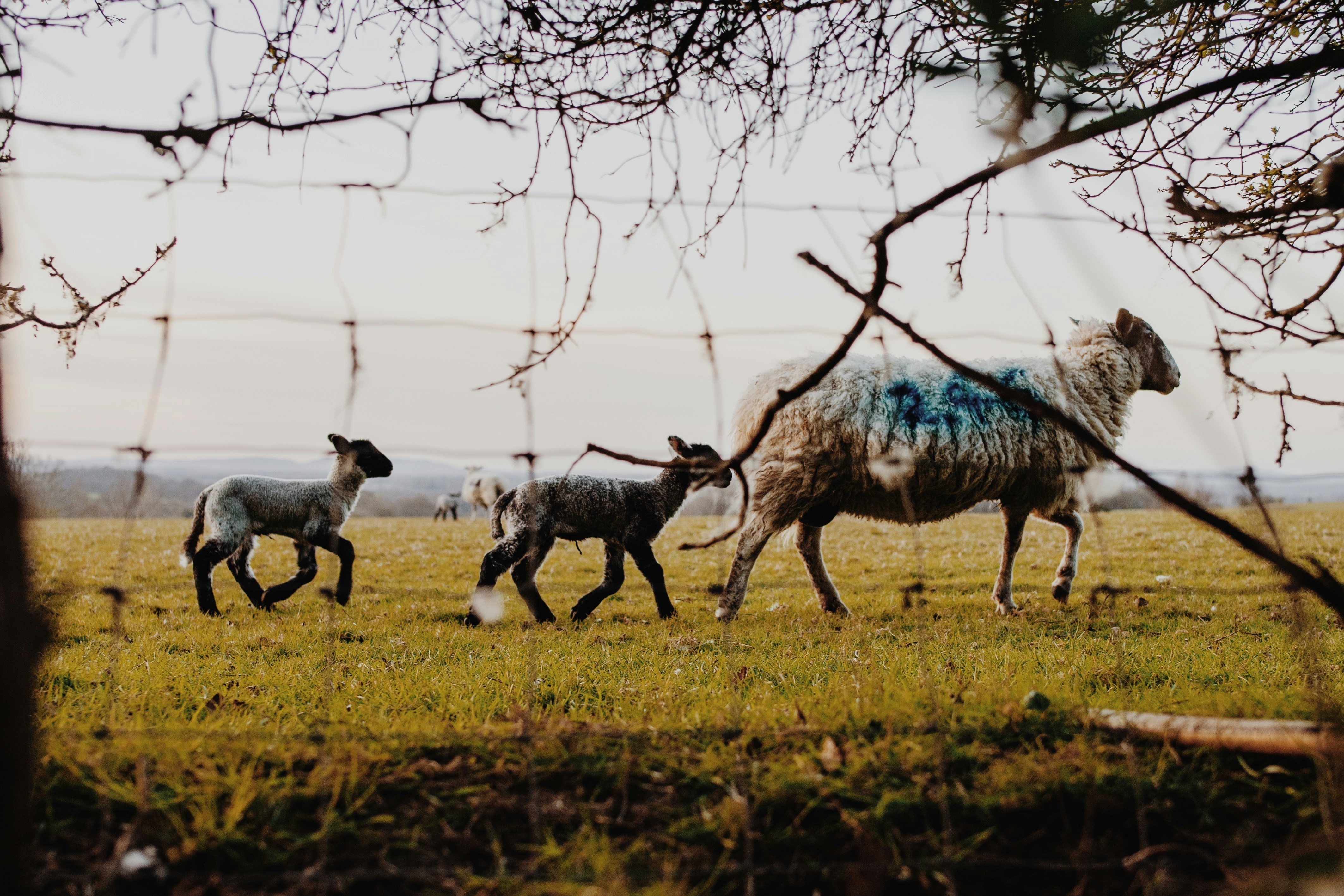 Blue-marked Sheep Leads the Flock Across a Wind-swept Field