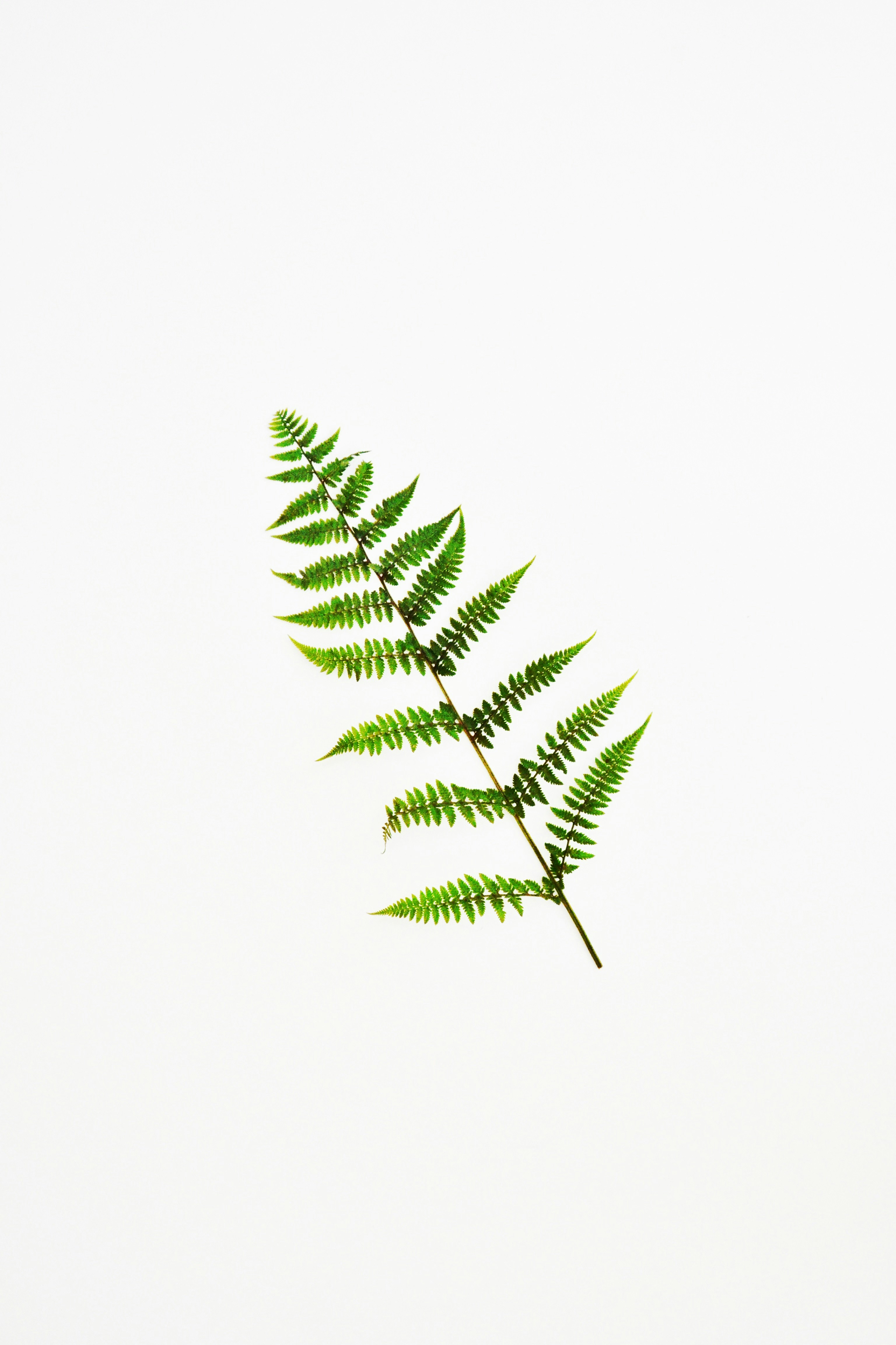 Lady Fern Drawing