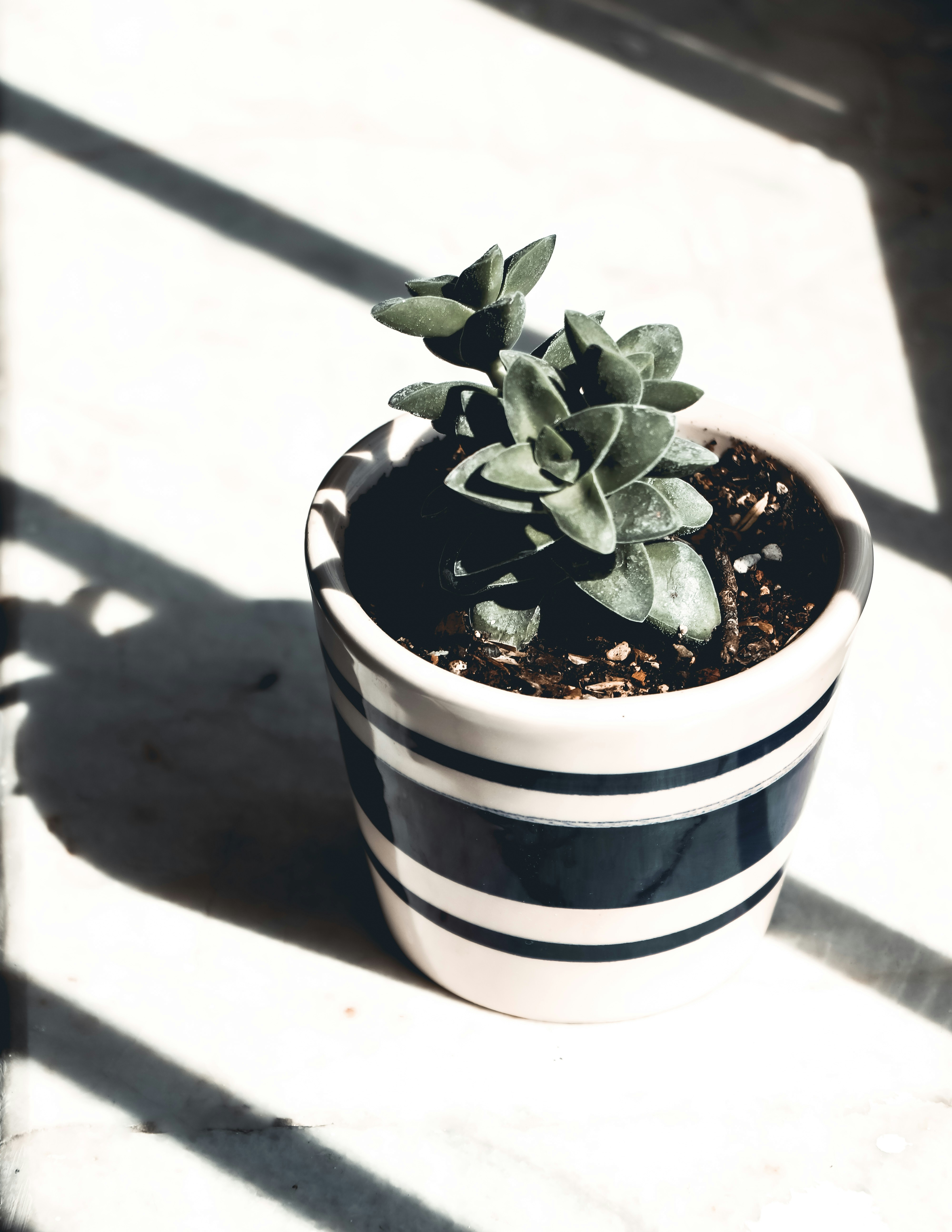 Noonday Geometry: Striped Pot with a Quiet Succulent