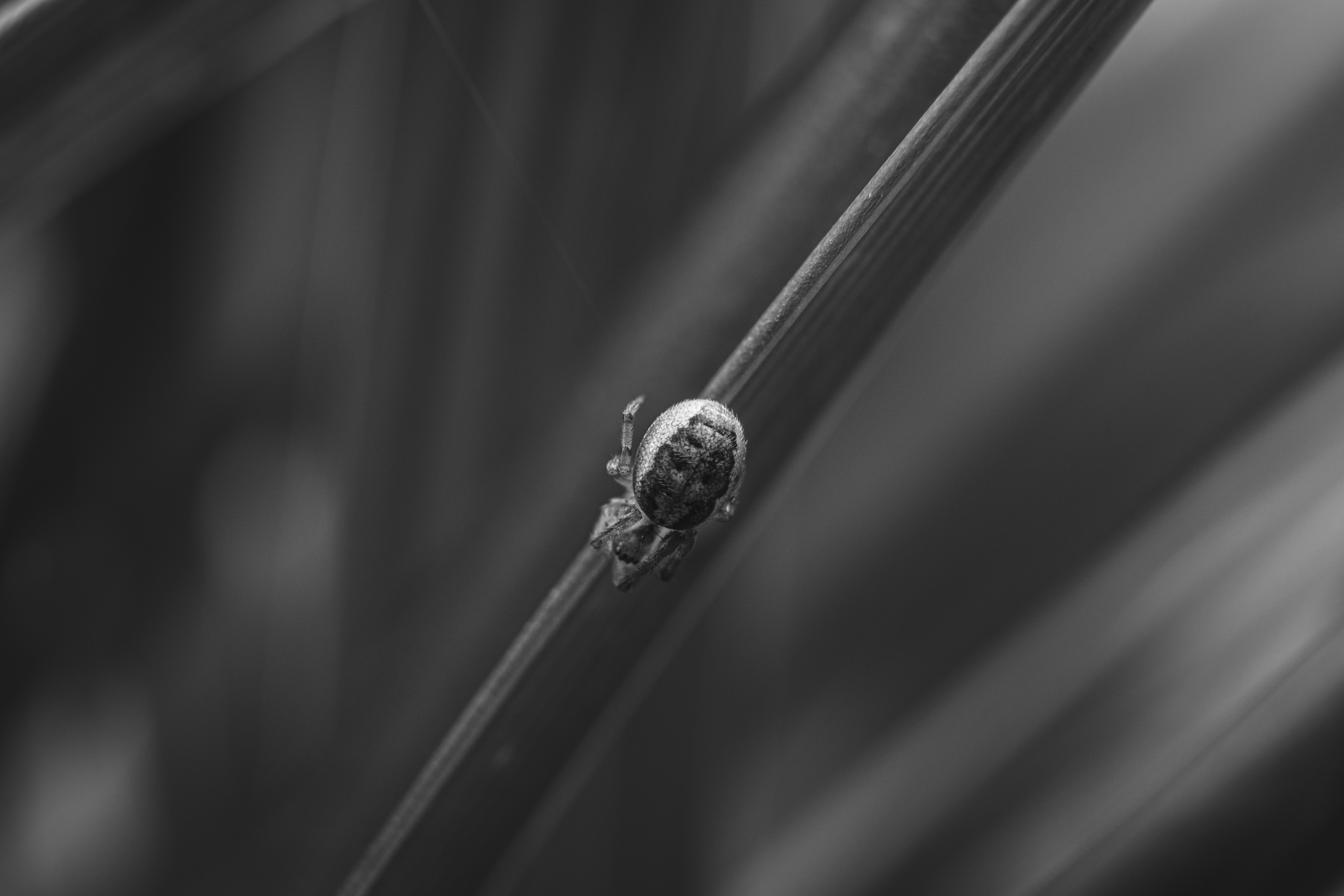 grayscale photo of a round pendant on a black and white striped textile
