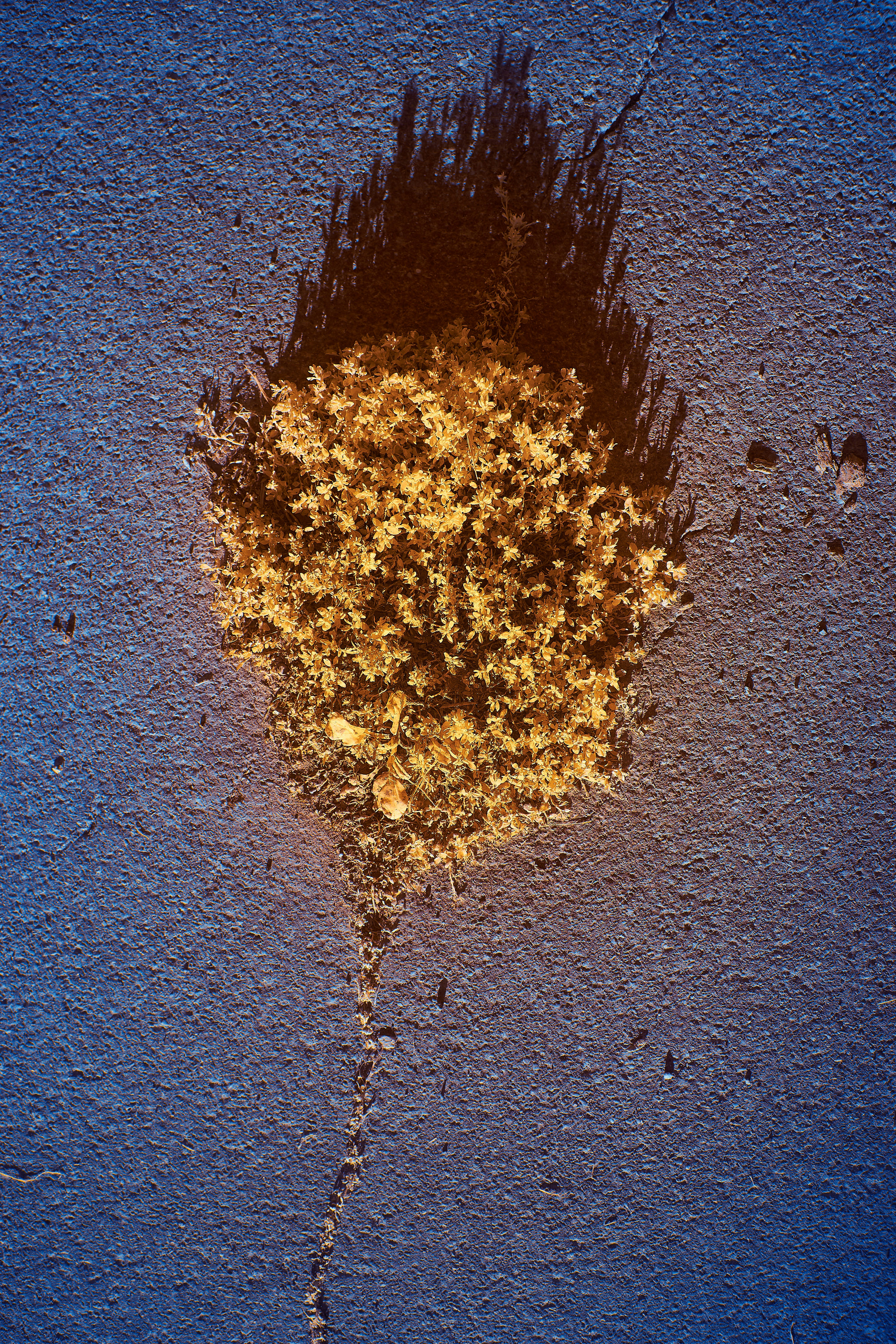 yellow leaves on gray sand