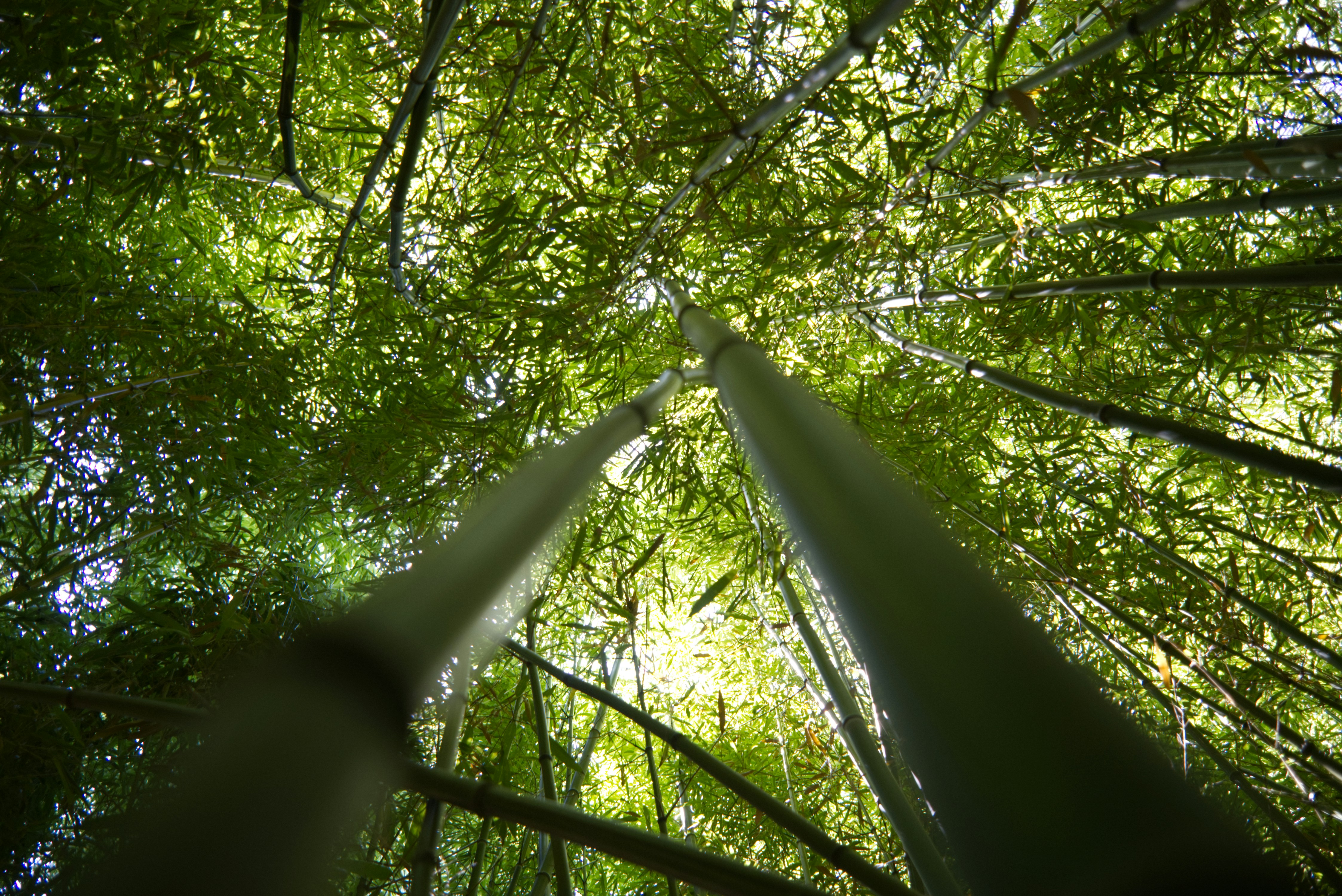 Bamboo Forest at "Tropic du papillon" | green trees under white sky during daytime