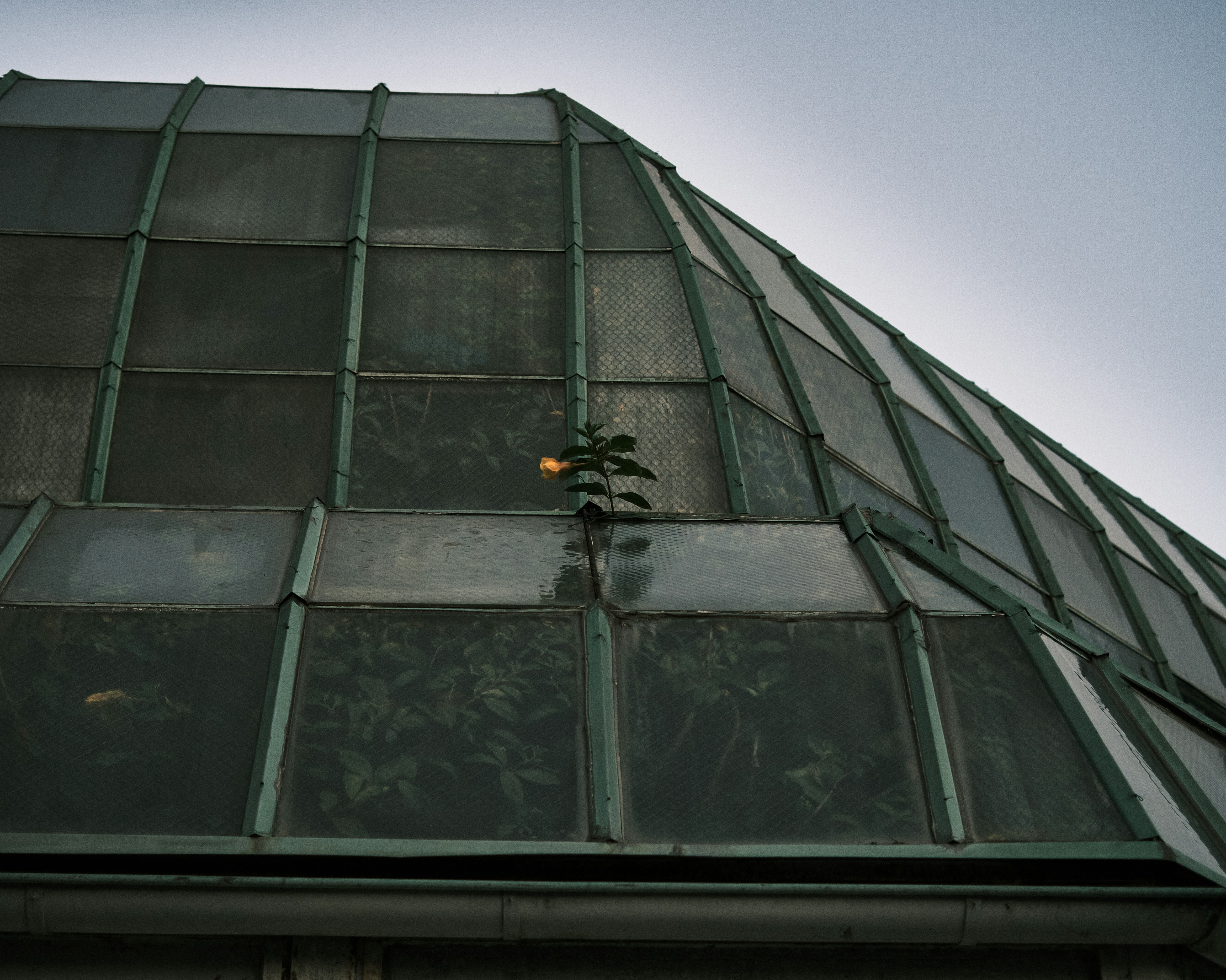 A solitary plant thrives atop a glass greenhouse, framed by the geometric lines of the structure. The interplay of light and shadow highlights the resilience of nature.
