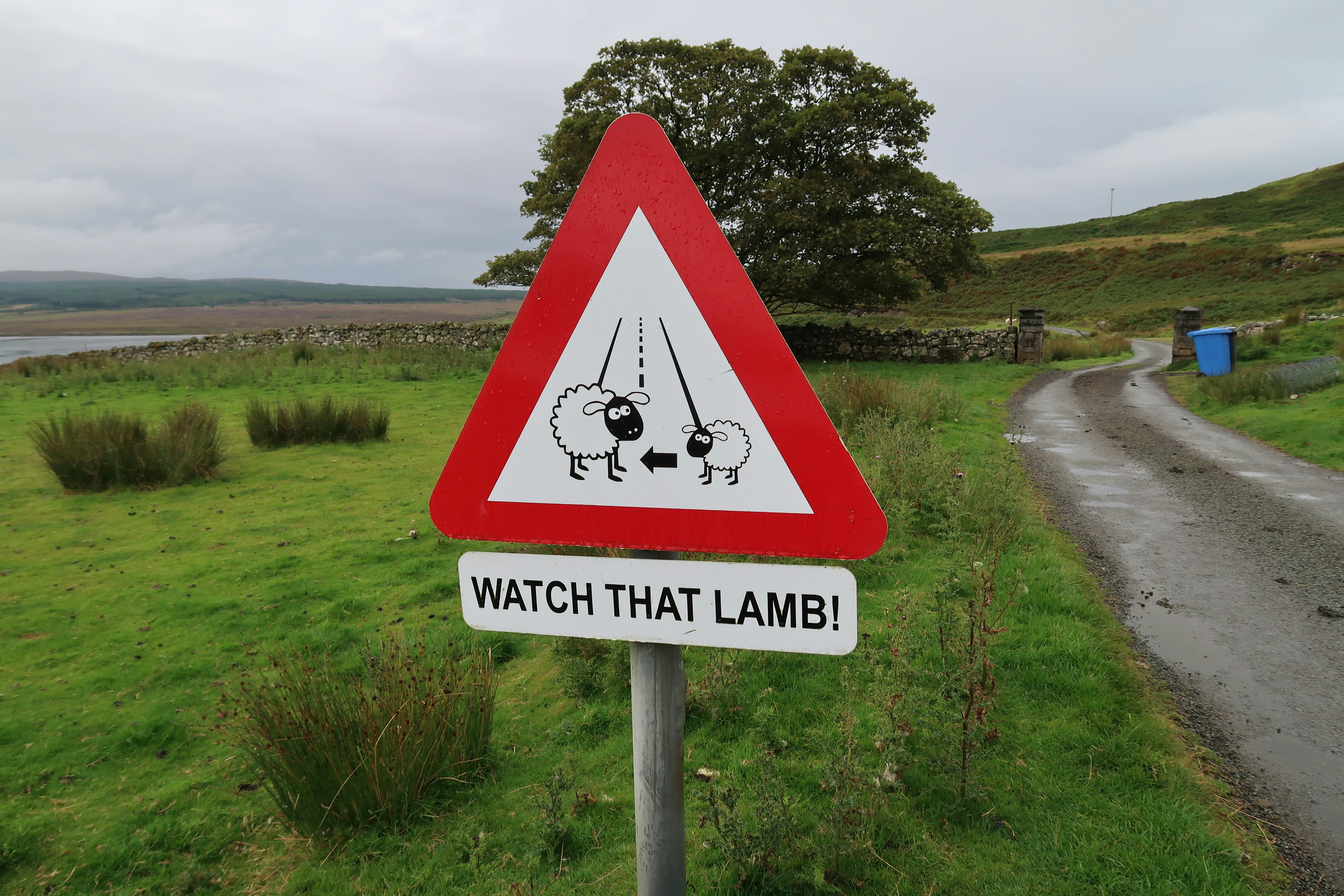 Lamb Watch on a Winding Lane: A Quirky Rural Warning Sign