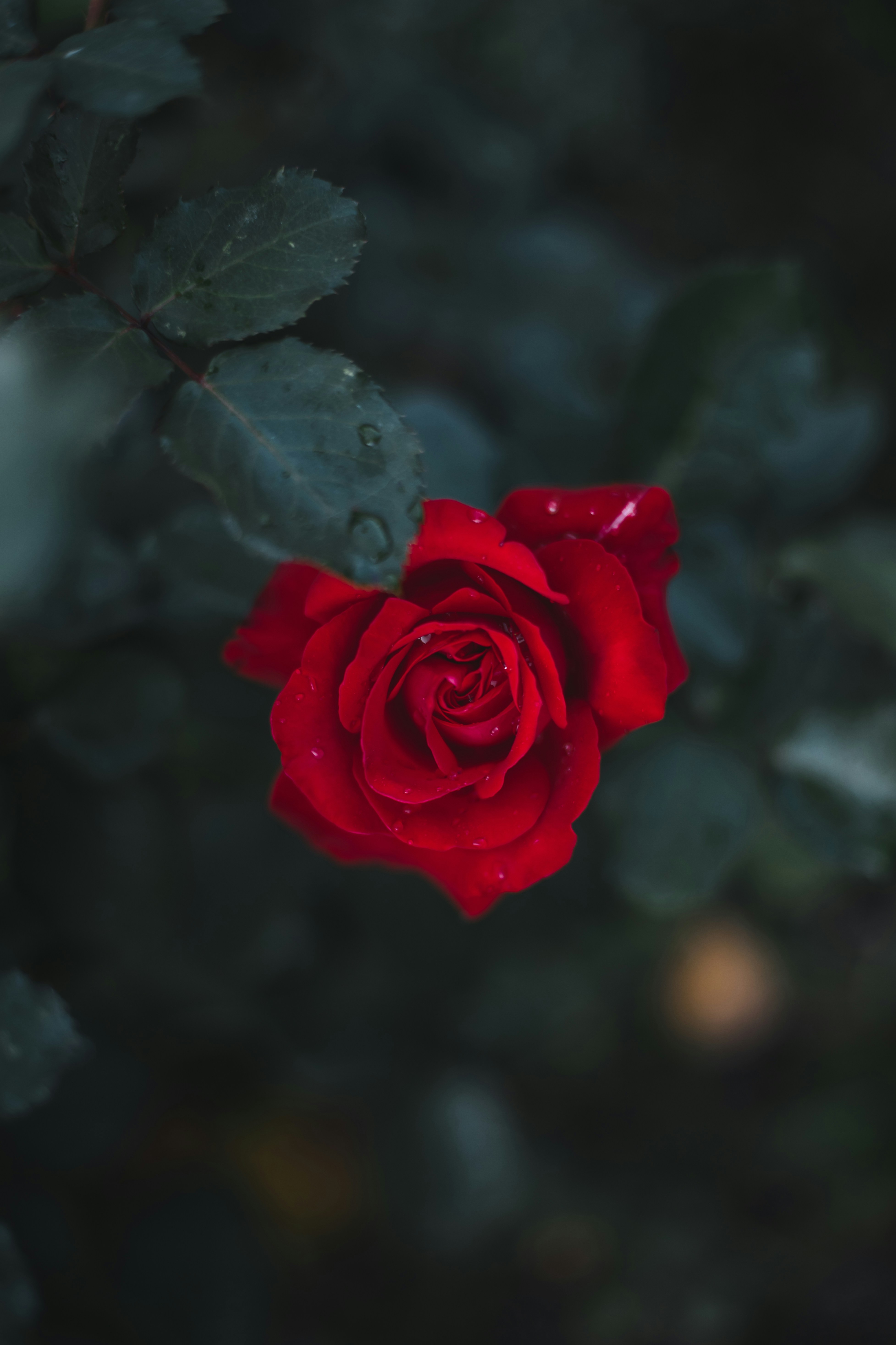 Red rose in bloom in close up photography photo – Free Flower Image on ...