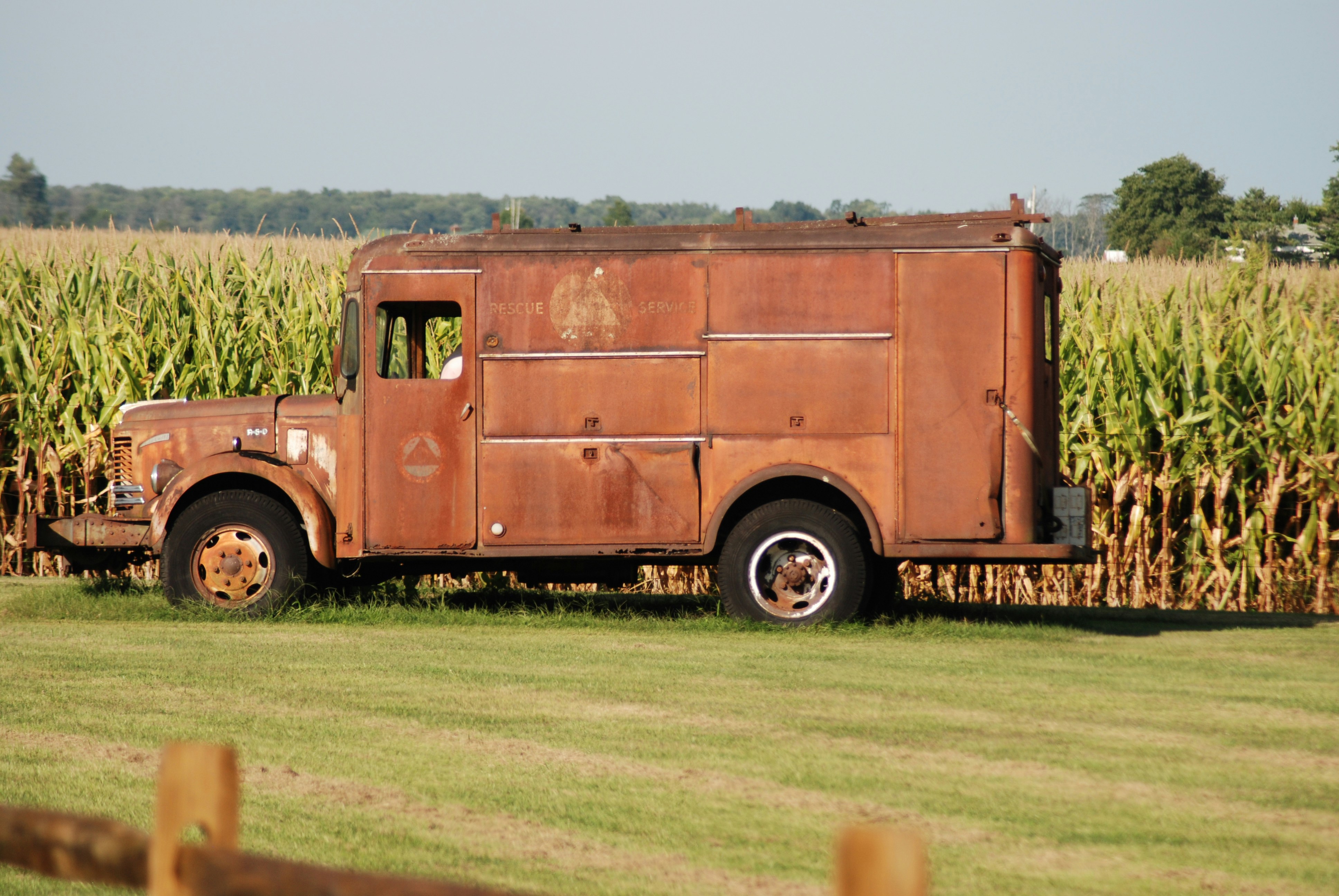 Rusty vintage truck parked beside a lush cornfield, showcasing the contrast between decay and thriving agriculture.