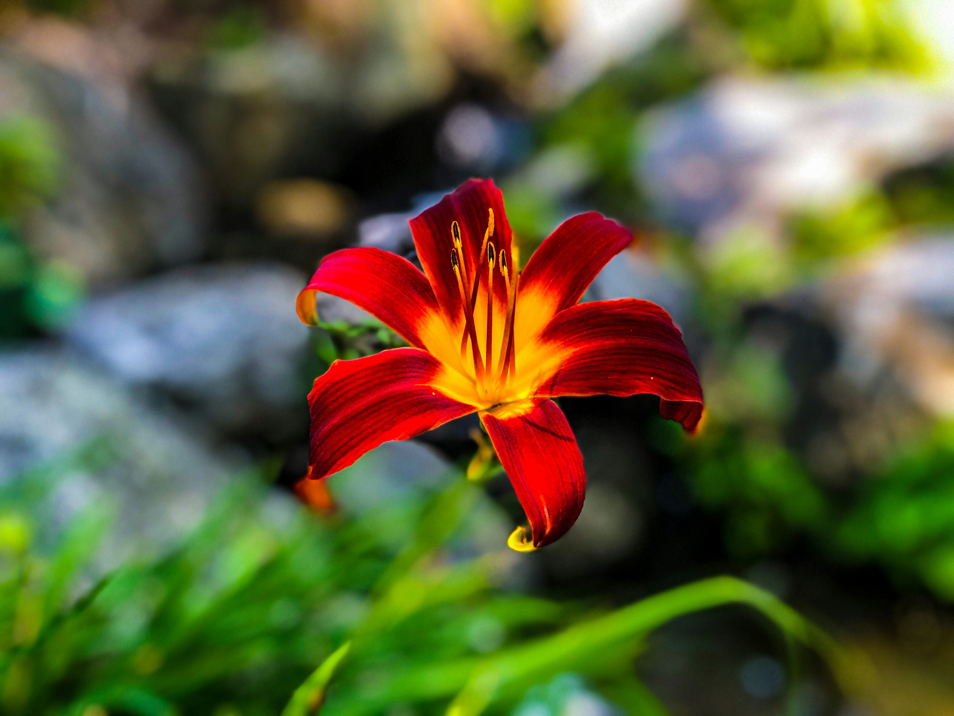 61 Types Of Red Flowers With Names And Pictures, 53% OFF