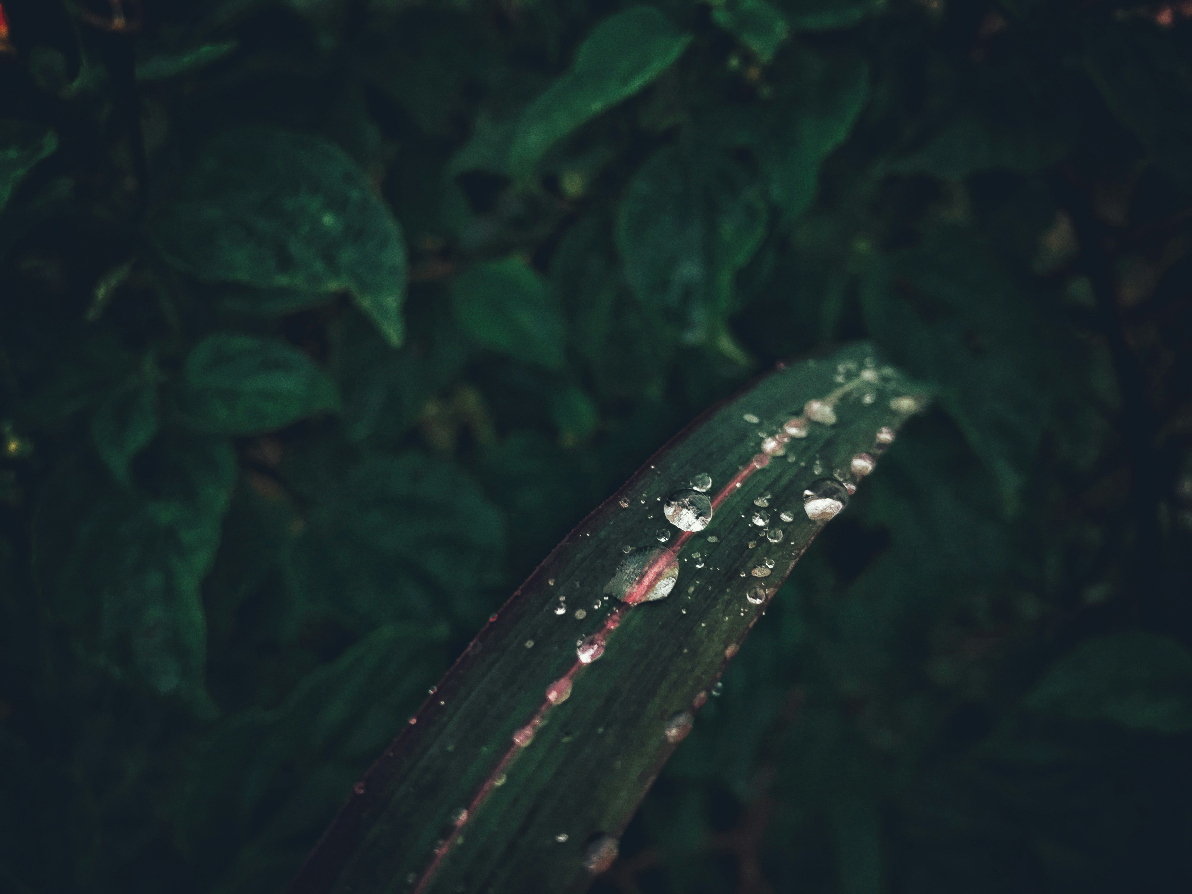 Dew-traced Vein: a close-up of a rain-kissed leaf in shadow
