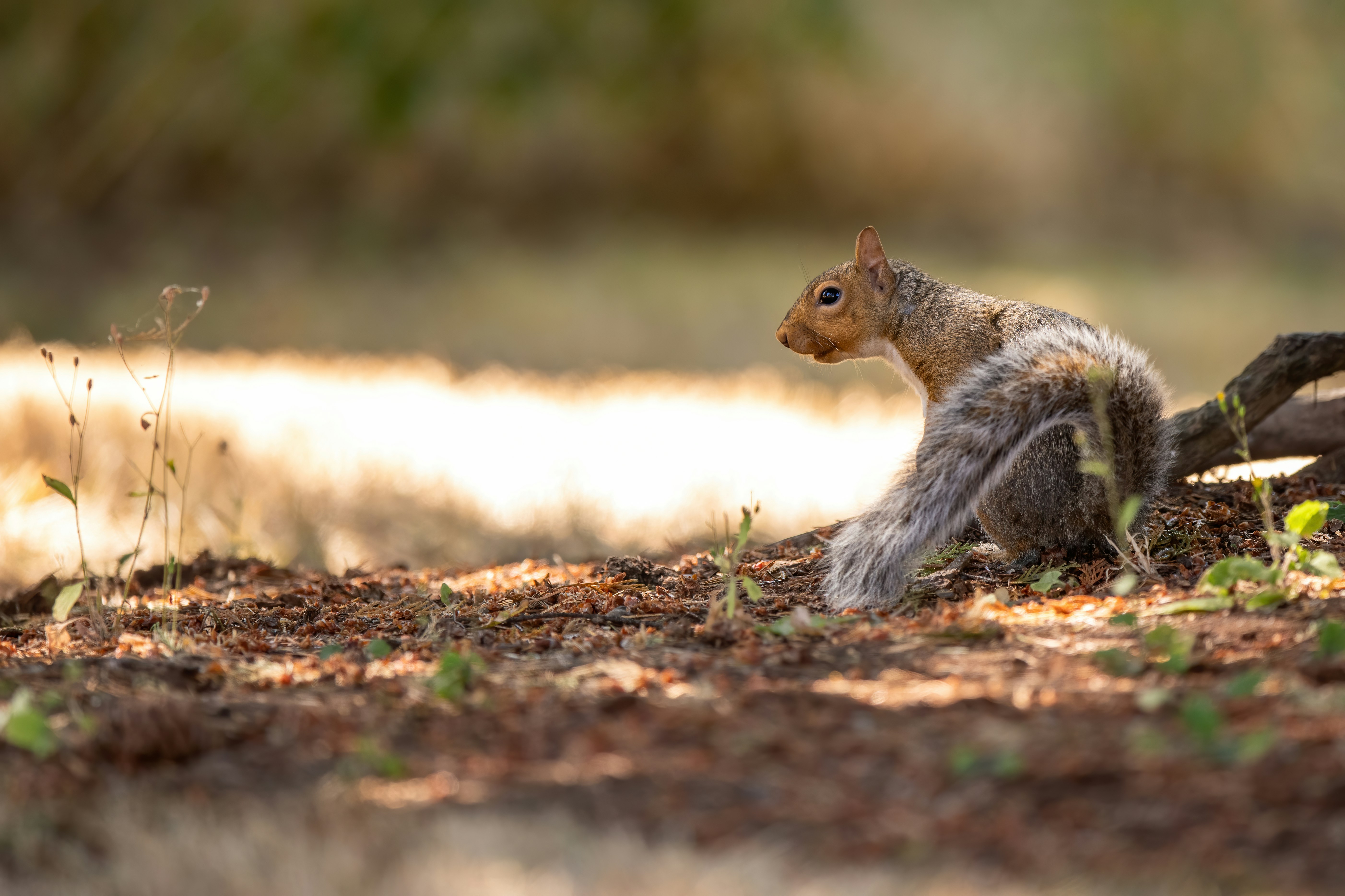 Squirrel poised attentively on sunlit forest floor, surrounded by scattered leaves and delicate plants.