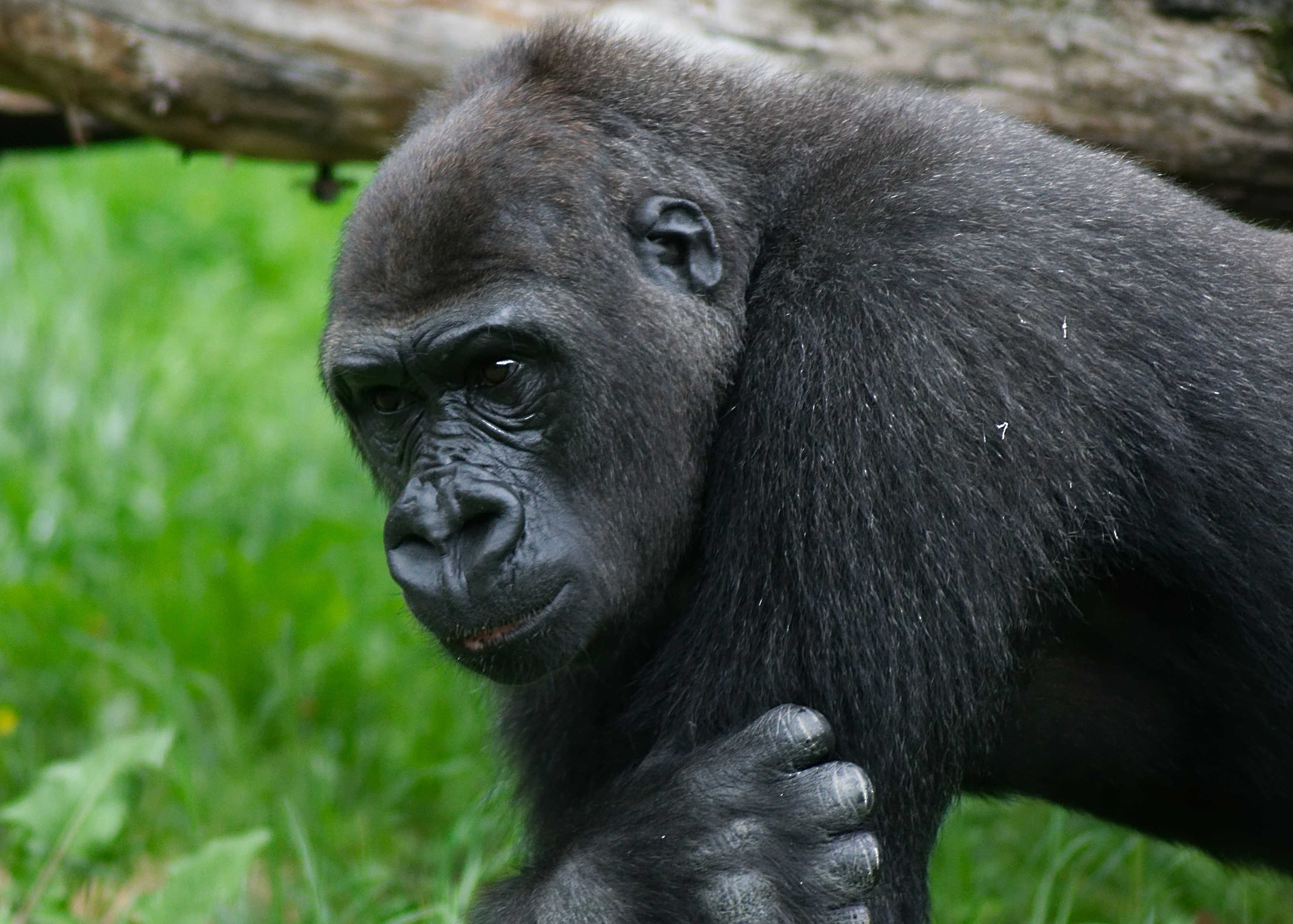 Gorilla Tag Shiny Rock Codes Pictures | Download Free Images on Unsplash