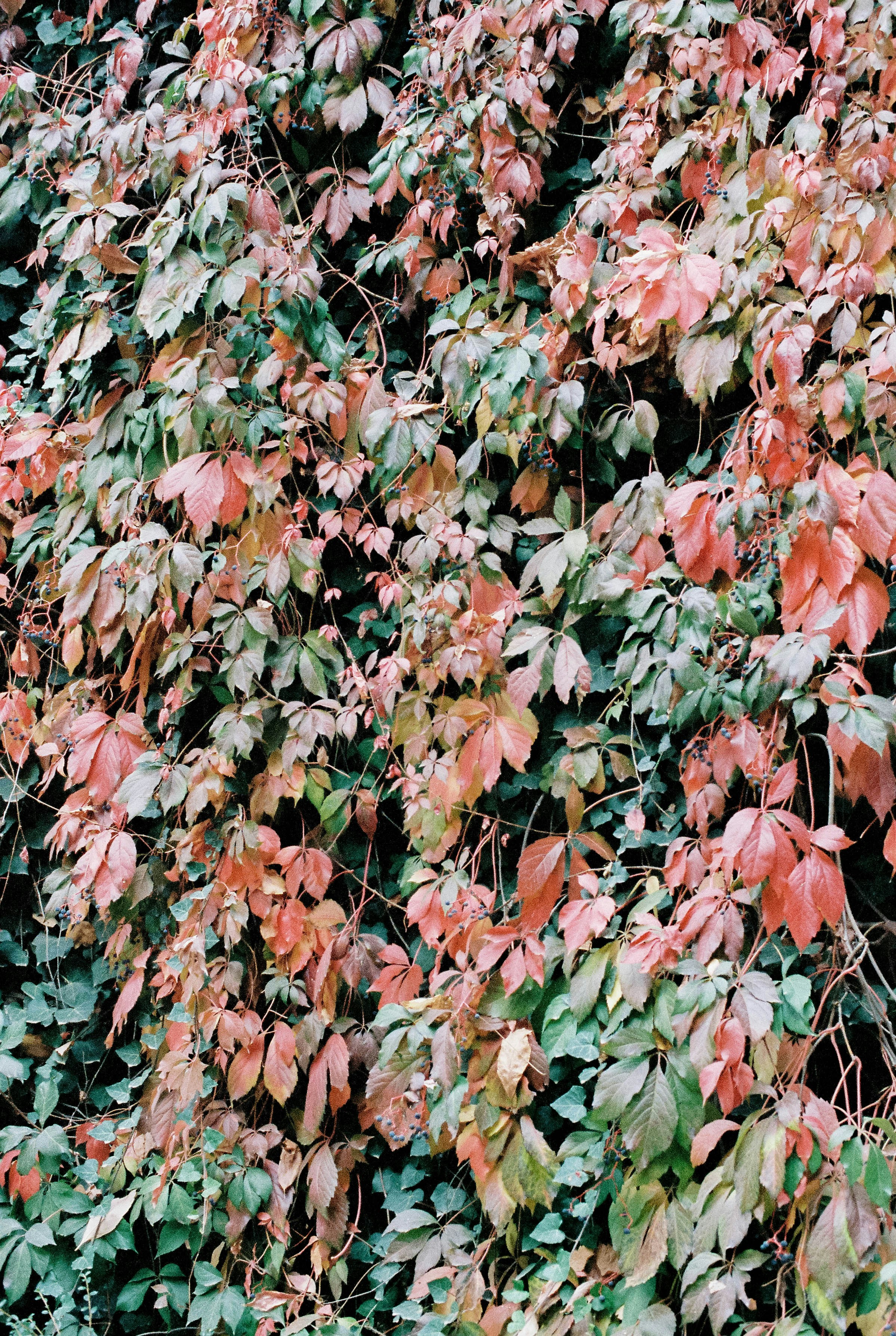 Autumnal Vines on a Multicolored Foliage Wall
