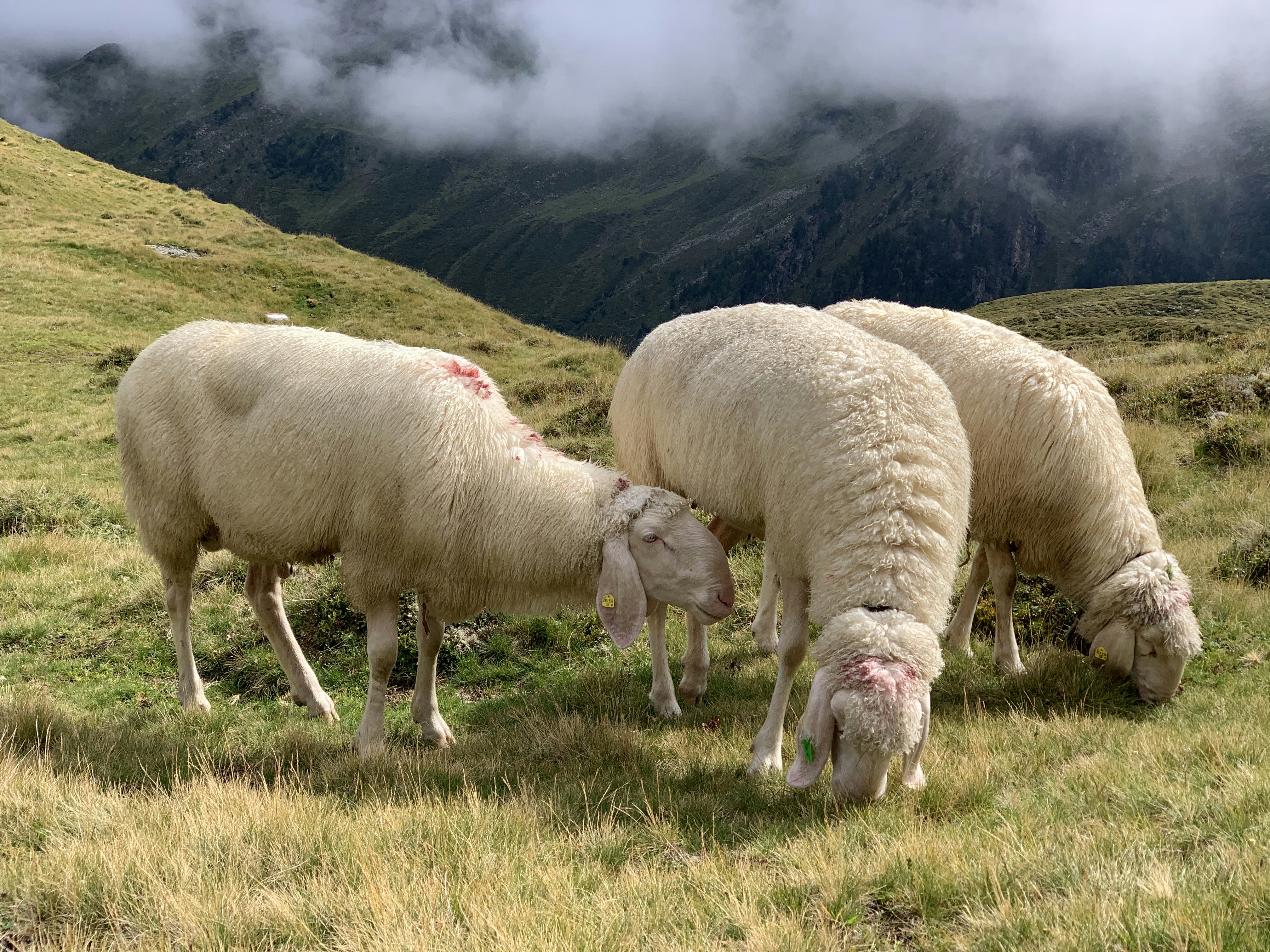 White sheep on green grass field during daytime photo – Free Animal ...