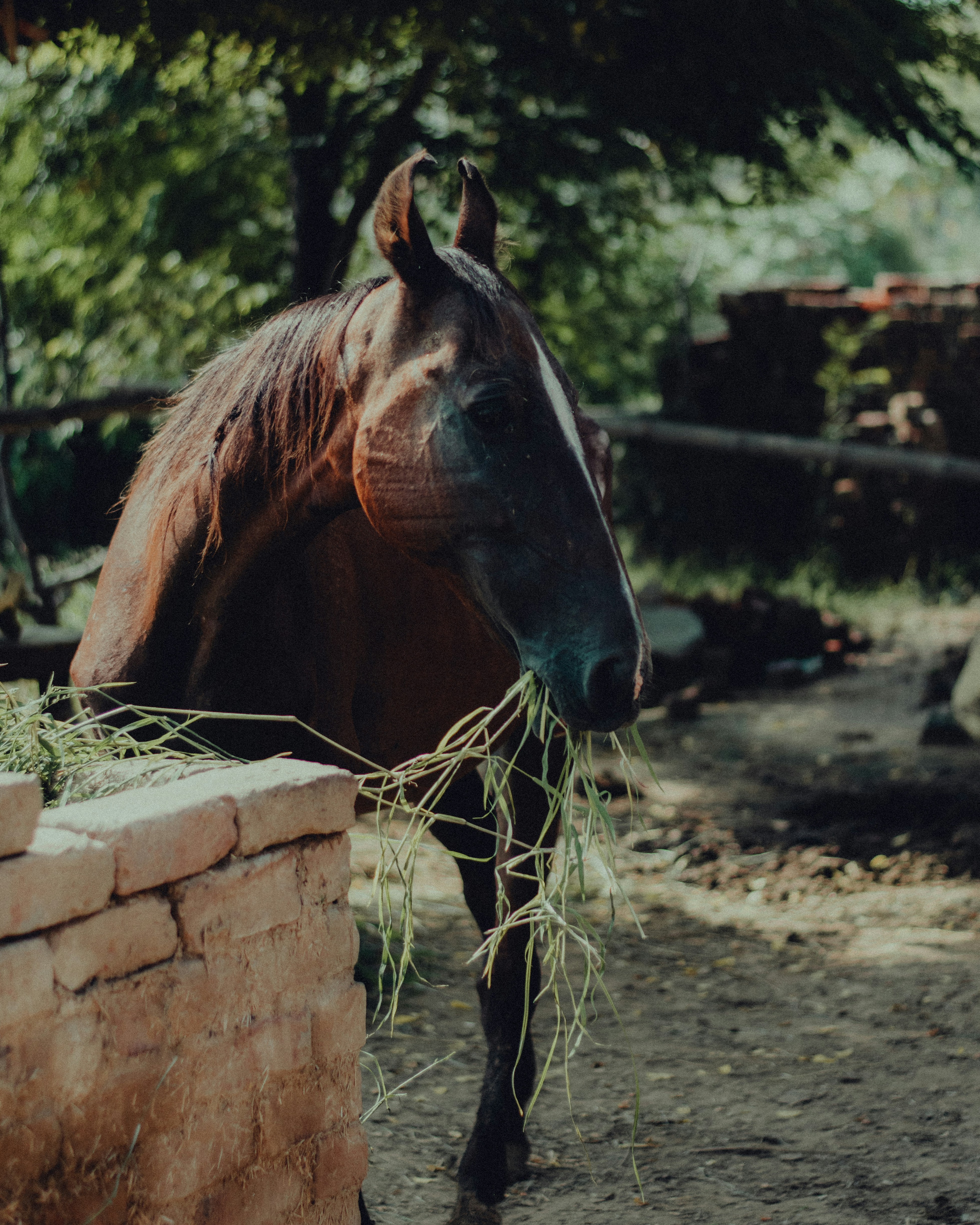 brown horse standing on brown brick wall during daytime