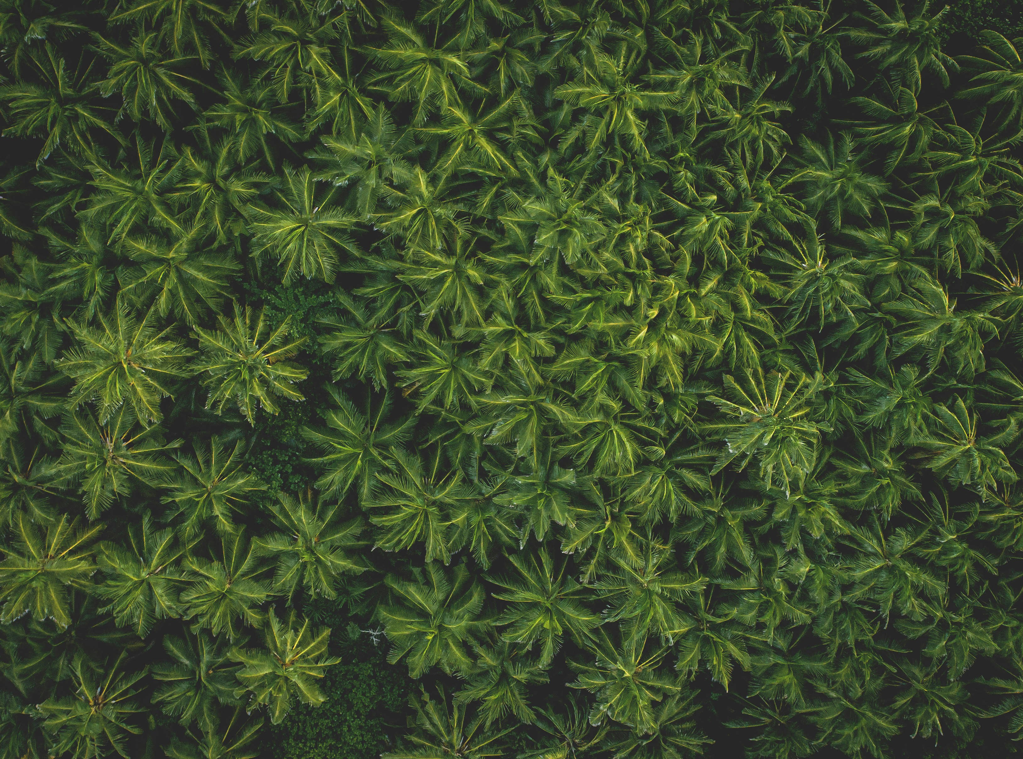Tropical 🌴 