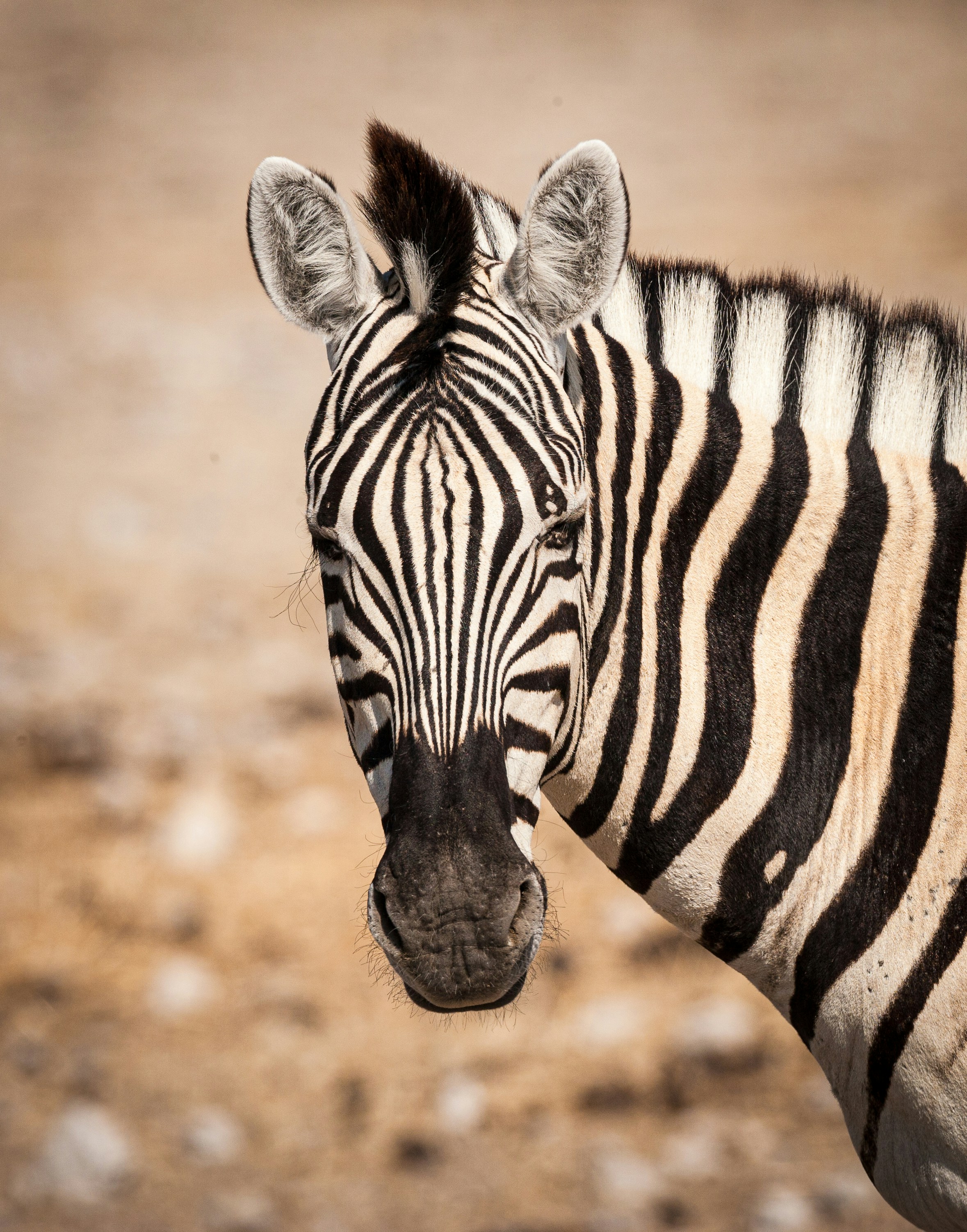Close-up of a zebra looking directly at the camera, showcasing its distinctive black and white stripes against a blurred background.