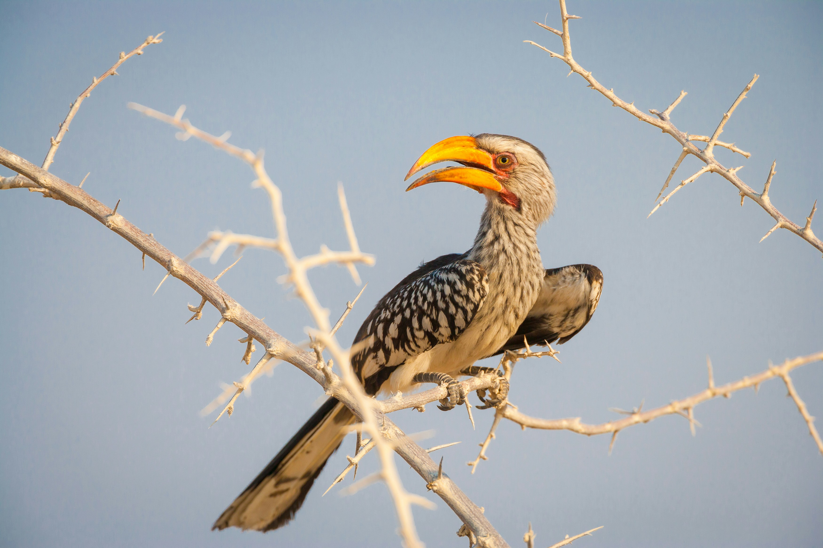 A hornbill perched on bare, skeletal branches against a pale blue sky. A wildlife photograph emphasizing its bold yellow beak and striped plumage.