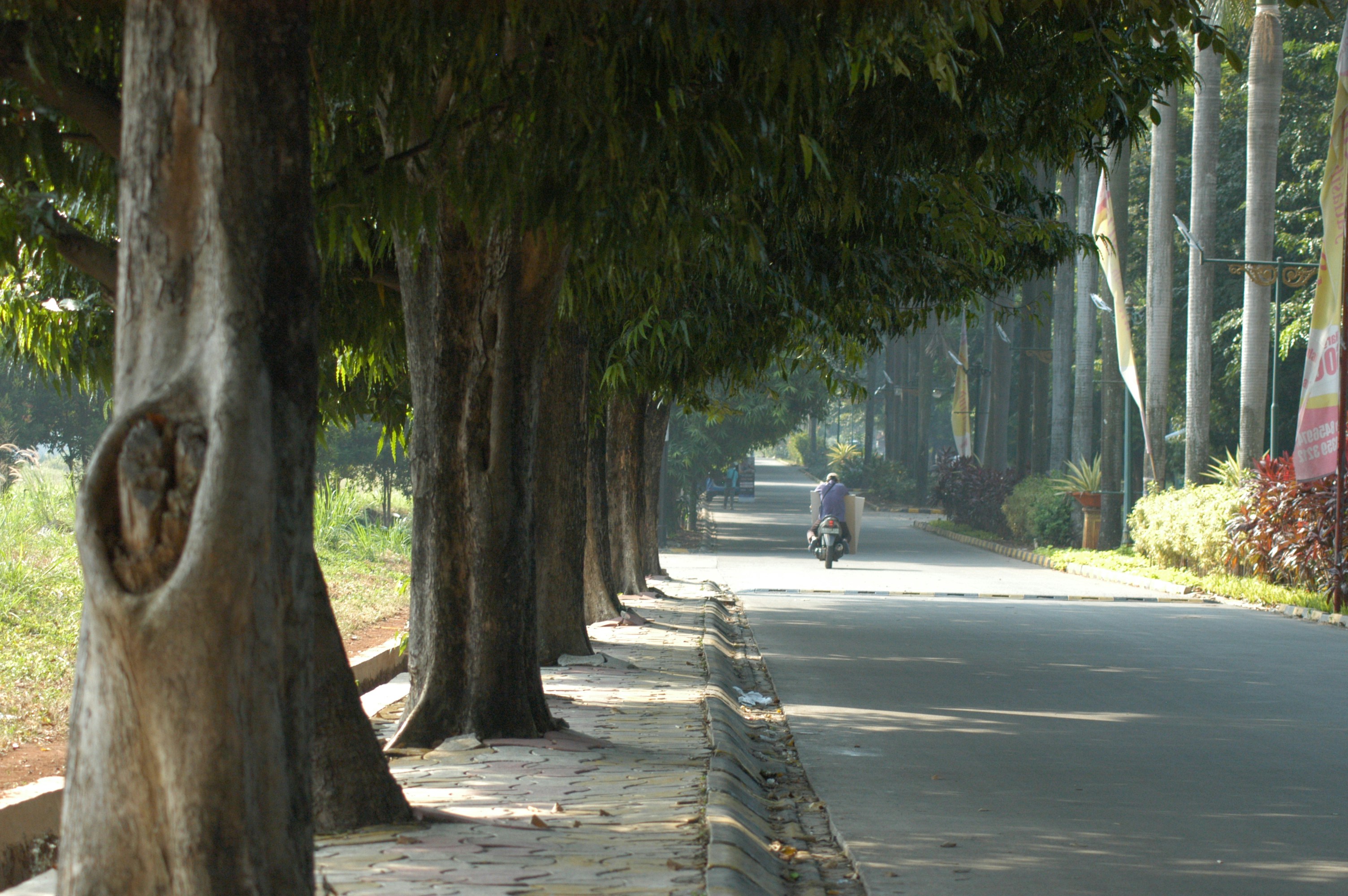 Tree-lined road with dappled sunlight and a cyclist in the distance.