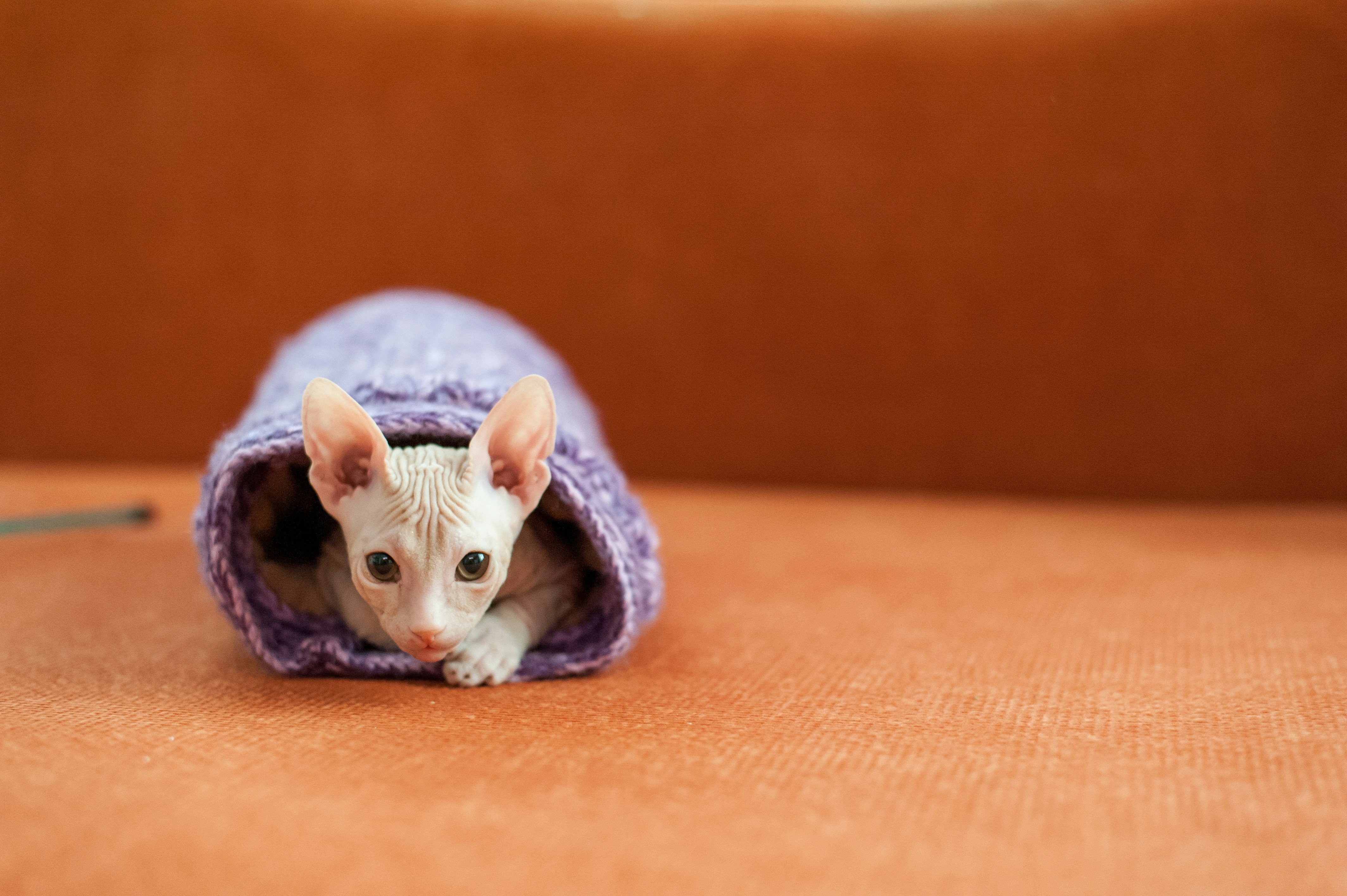 Sphynx catMaksym Diachenko