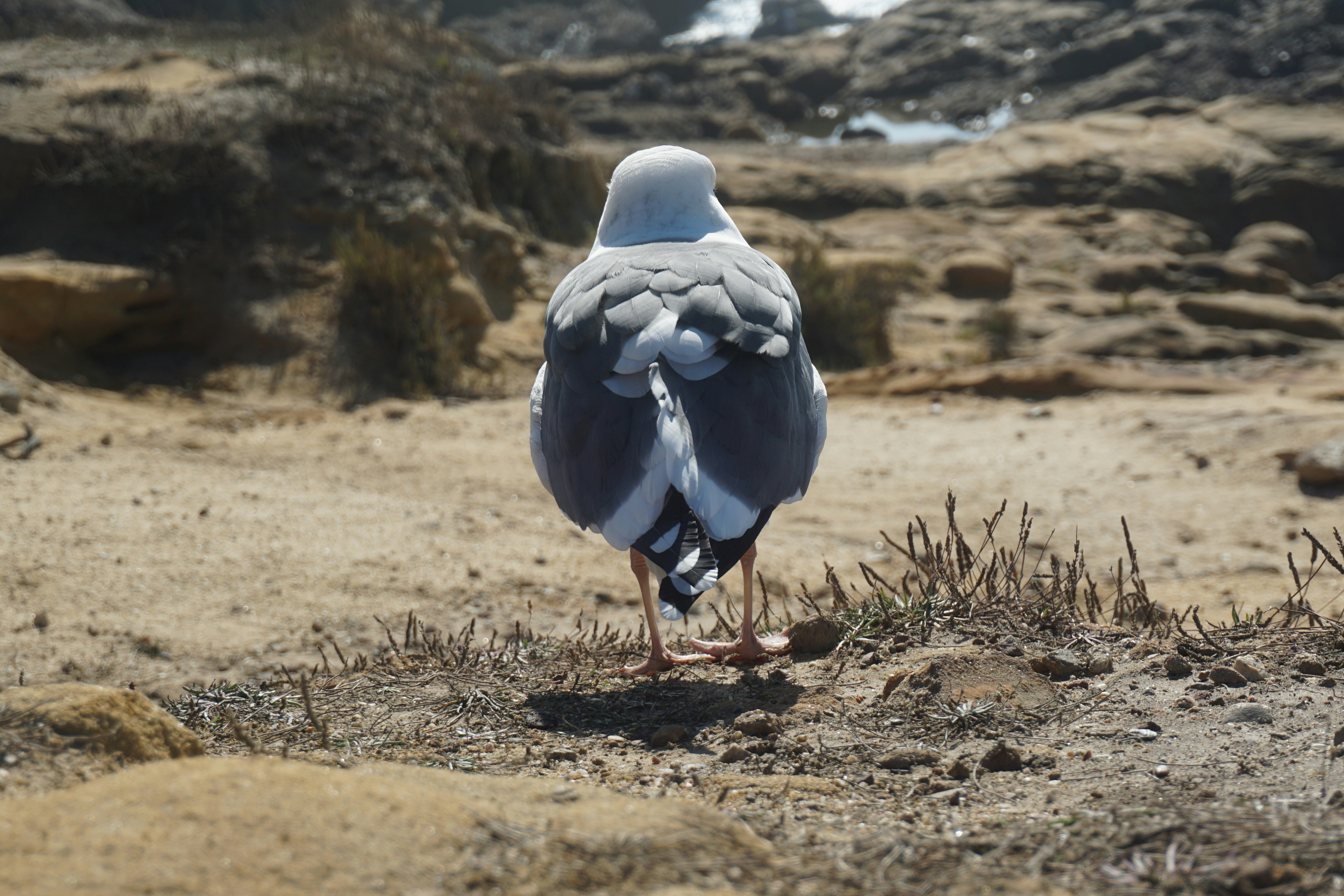Salt-Weathered Seagull: Quiet Portrait on a Rugged Shore