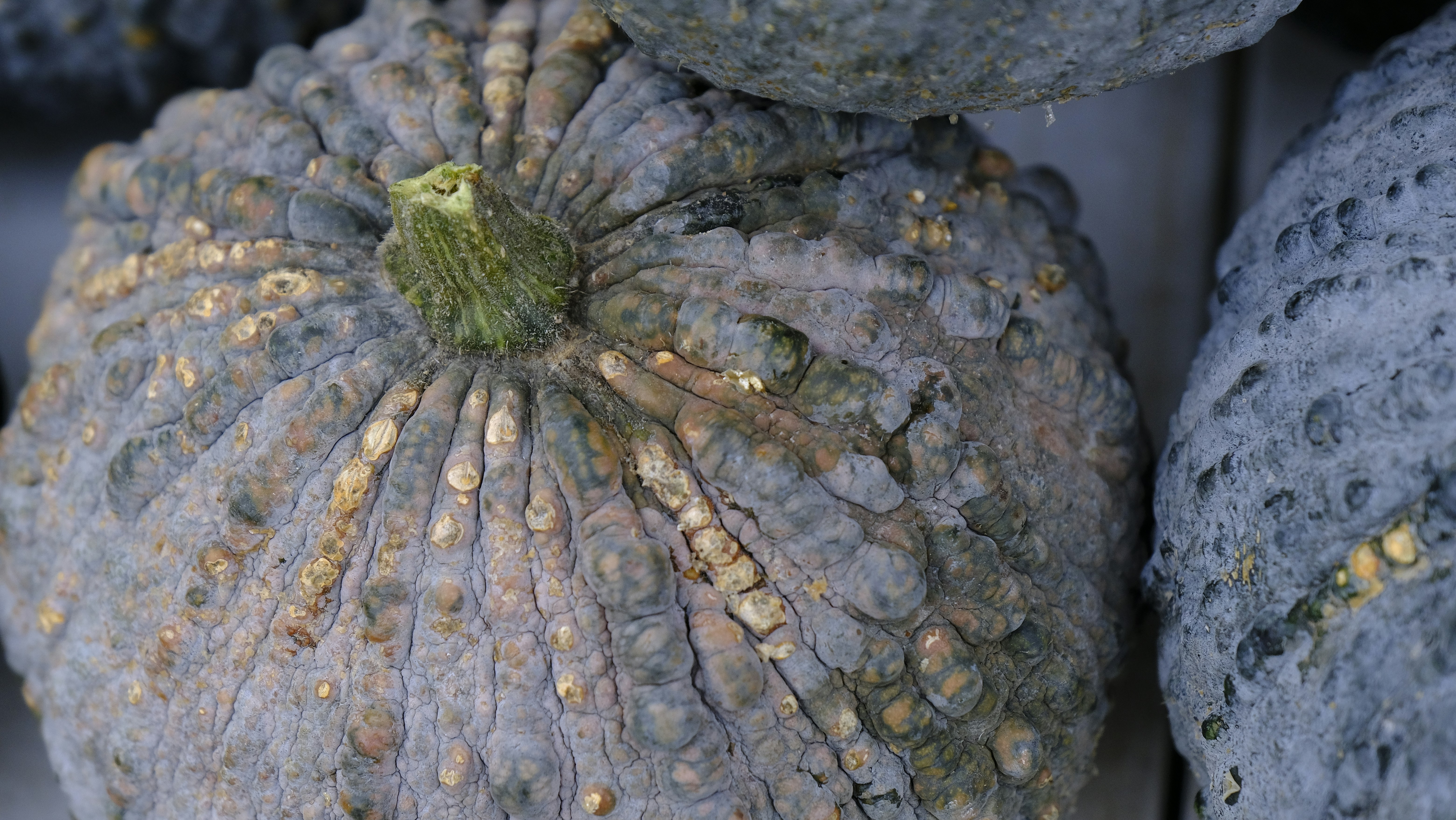 Warted Blue-Grey Pumpkins: A Macro Portrait of Texture and Quiet Color
