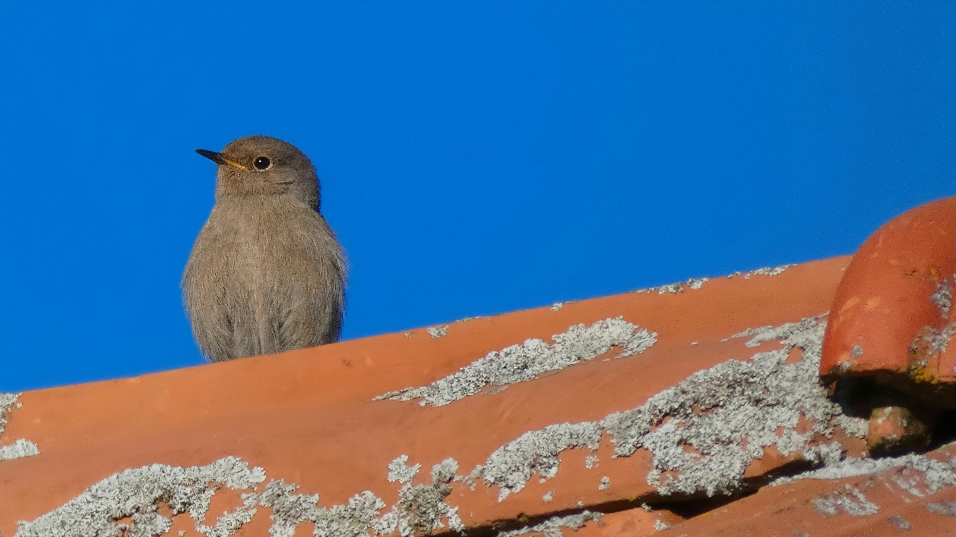 Mute Fledgling on a Roof Ridge Against a Bold Blue Sky