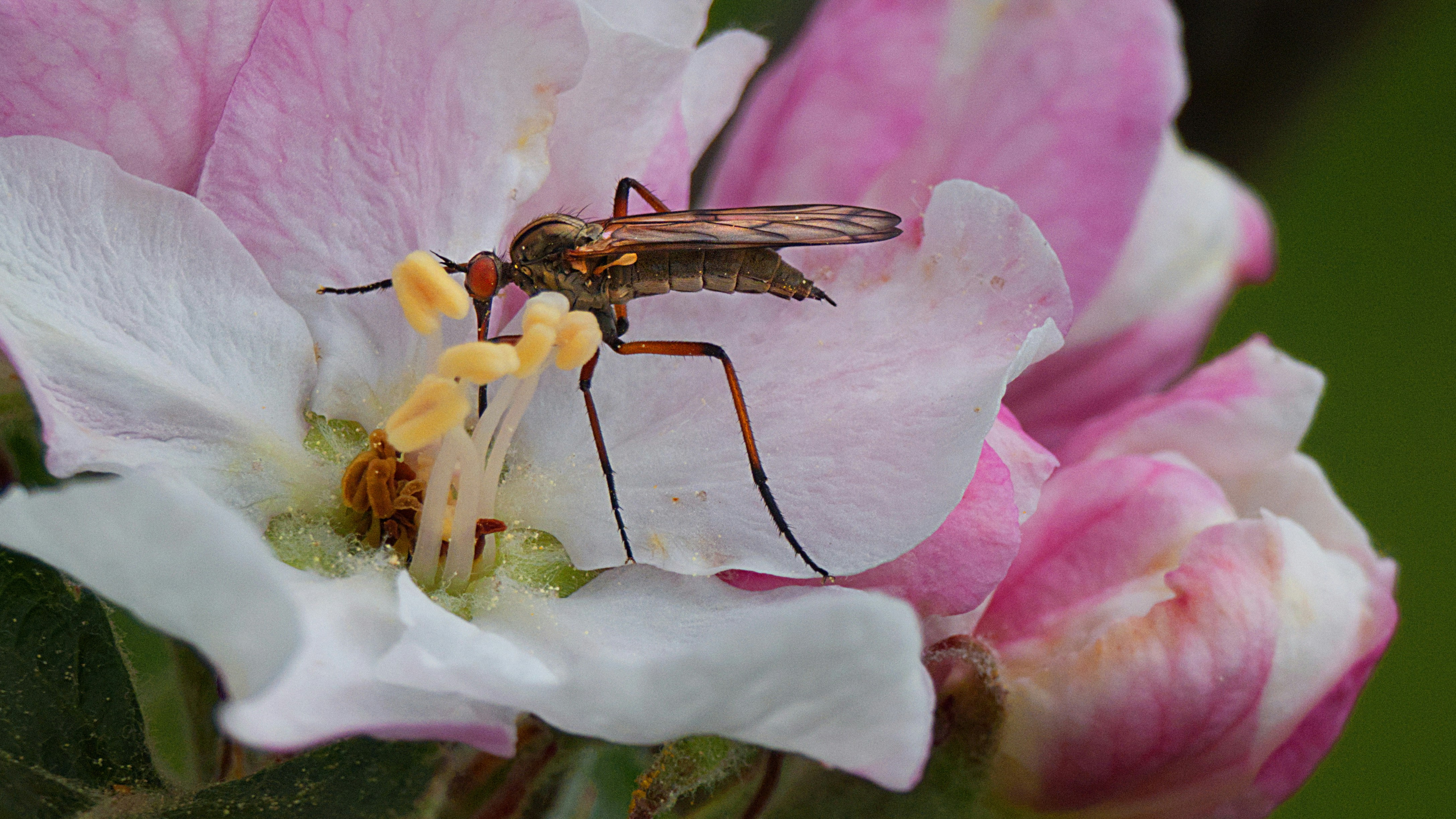 A delicate insect perched on a pink apple blossom, engaged in pollination. The intricate details of the flower and insect are highlighted against a lush green background.