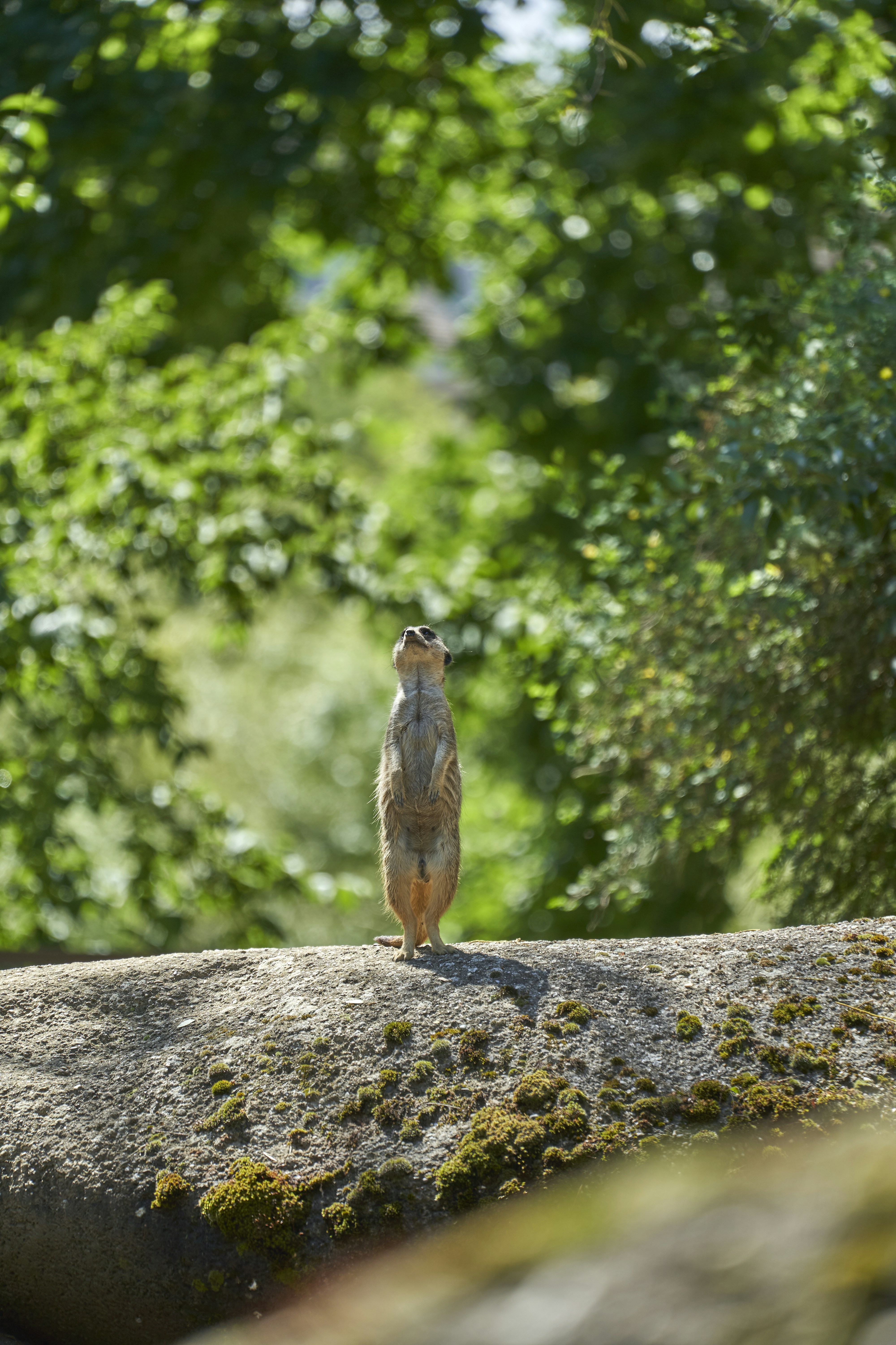 Sentry on Mossy Stone: A Sunlit Moment of a Tiny Rodent