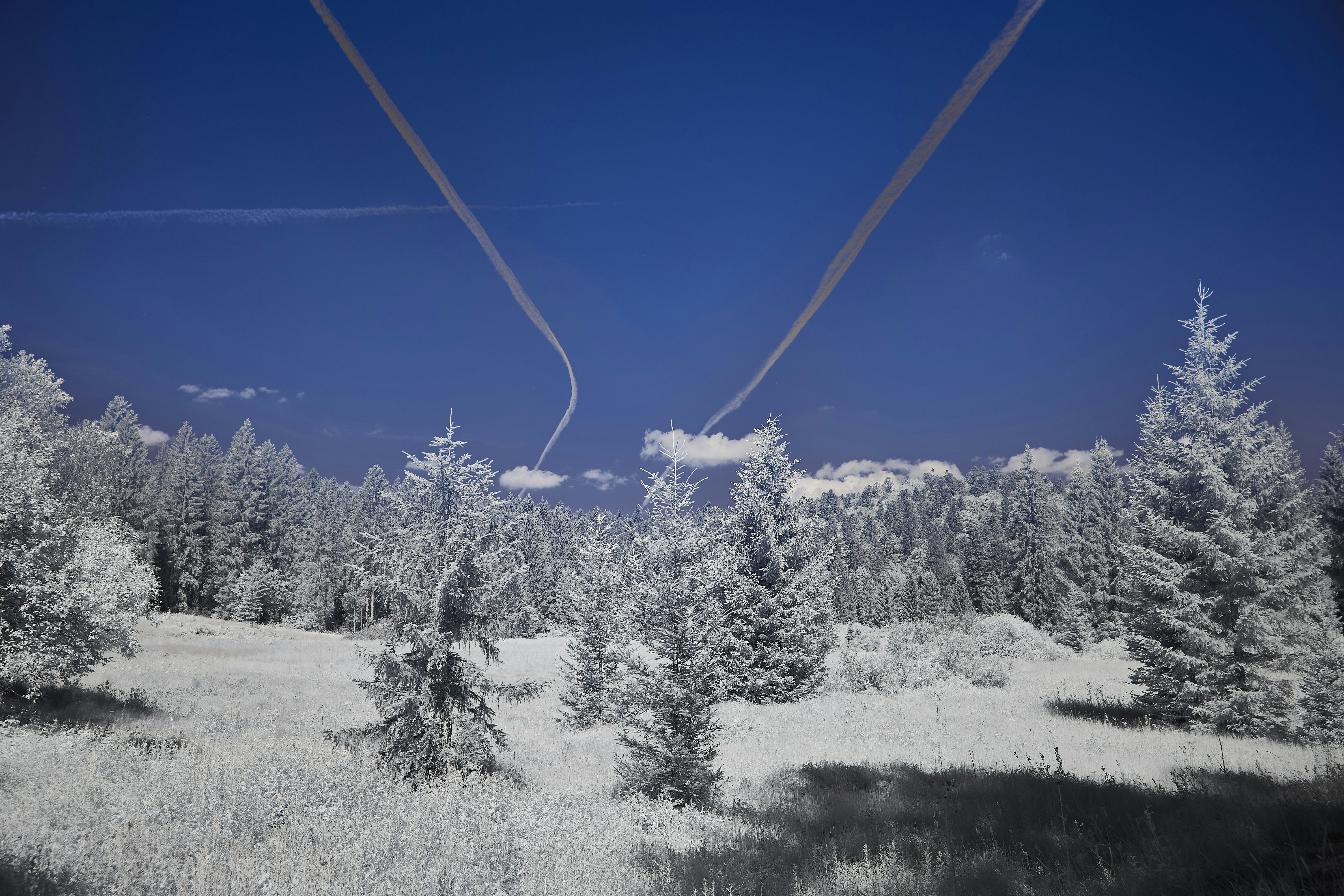 snow covered trees under blue sky during daytime