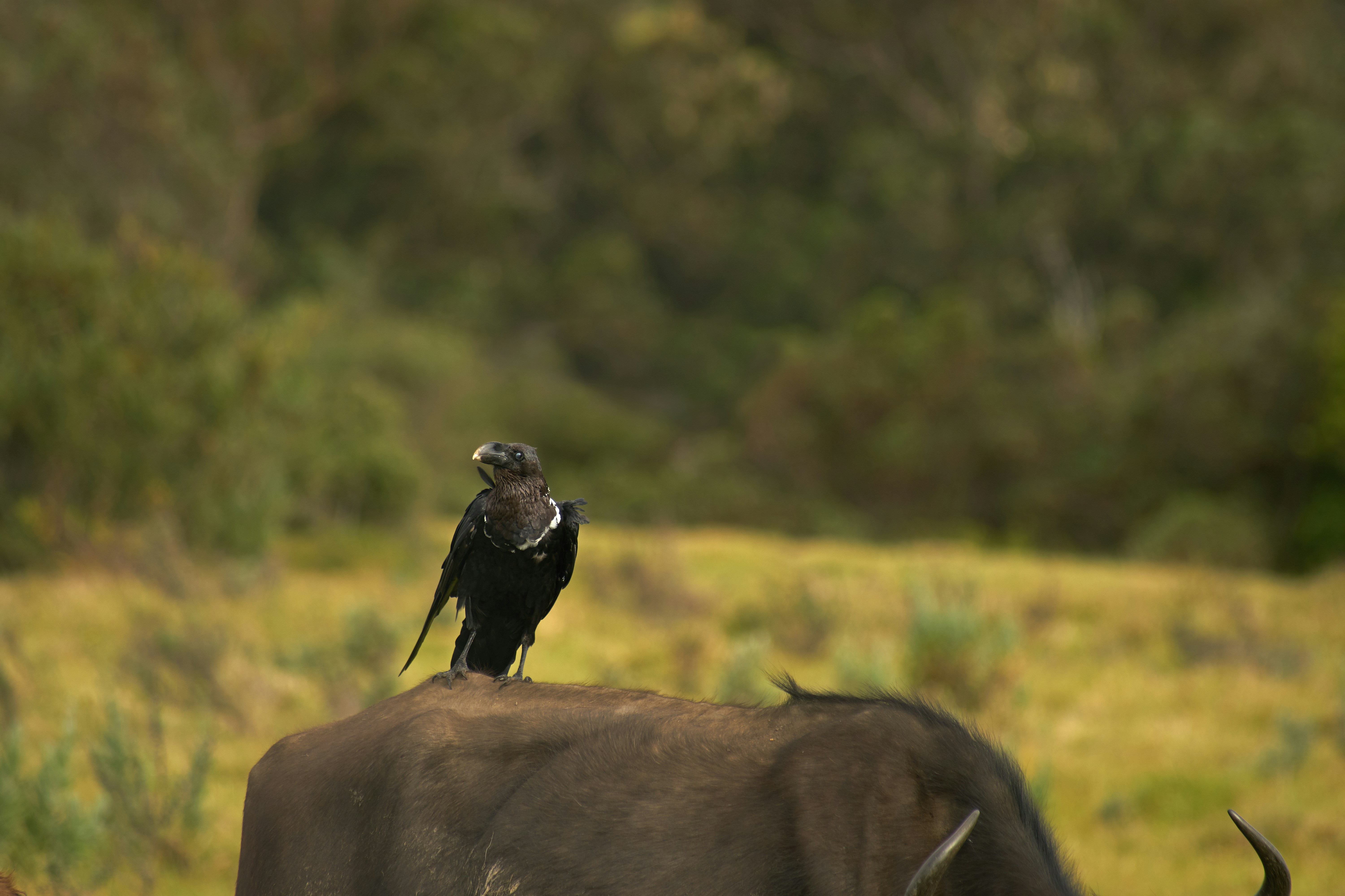 Perched Sentinel: Black Bird on a Buffalo in Golden Grasslands