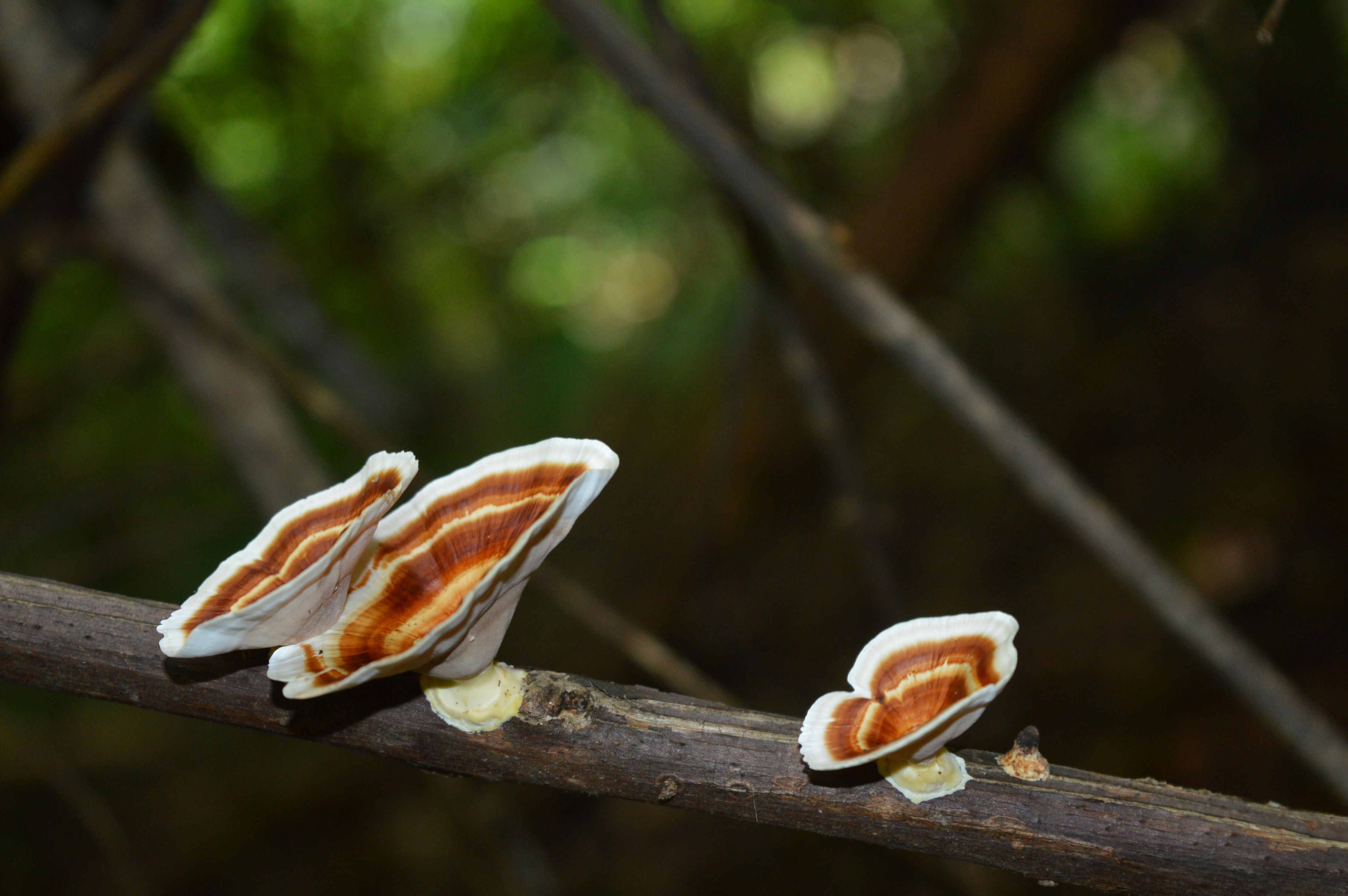 Amber Brackets on a Quiet Log: shelf fungi in a shadowed forest