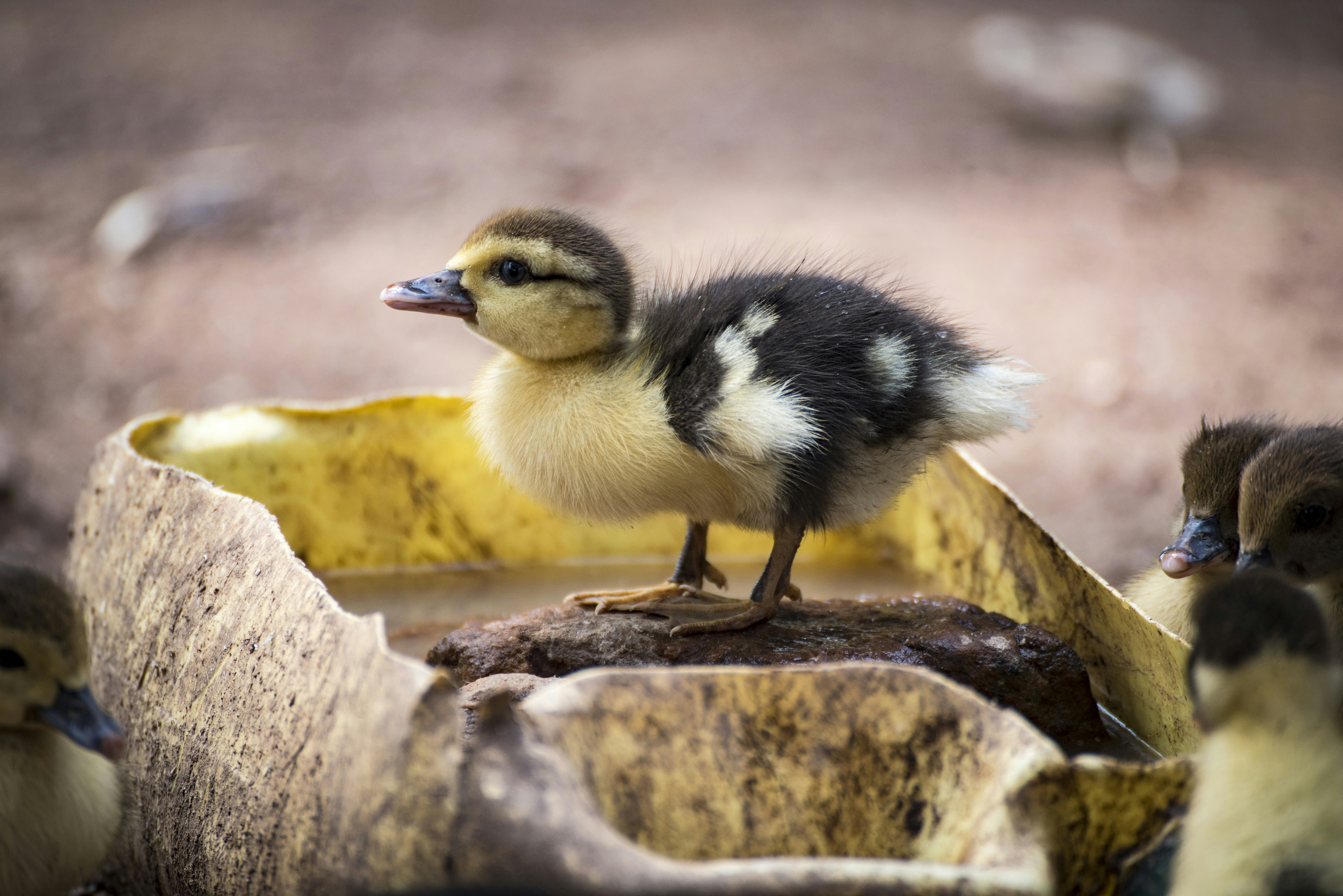 A playful duckling stands on a rock surrounded by a banana peel, exploring its surroundings with curiosity.