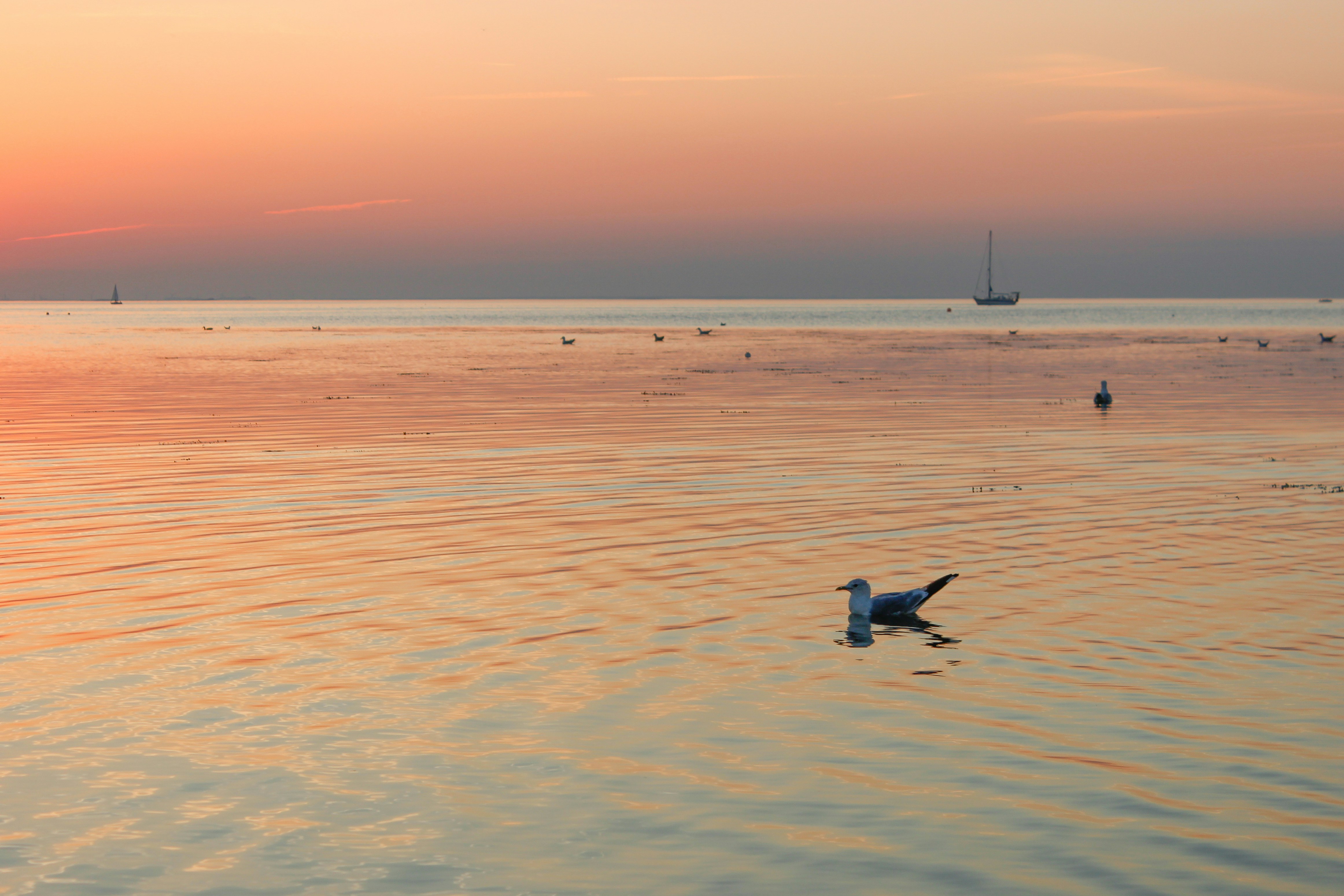 A solitary seagull glides across the calm water as the sun sets, casting warm hues across the horizon. Sailboats dot the distant landscape.