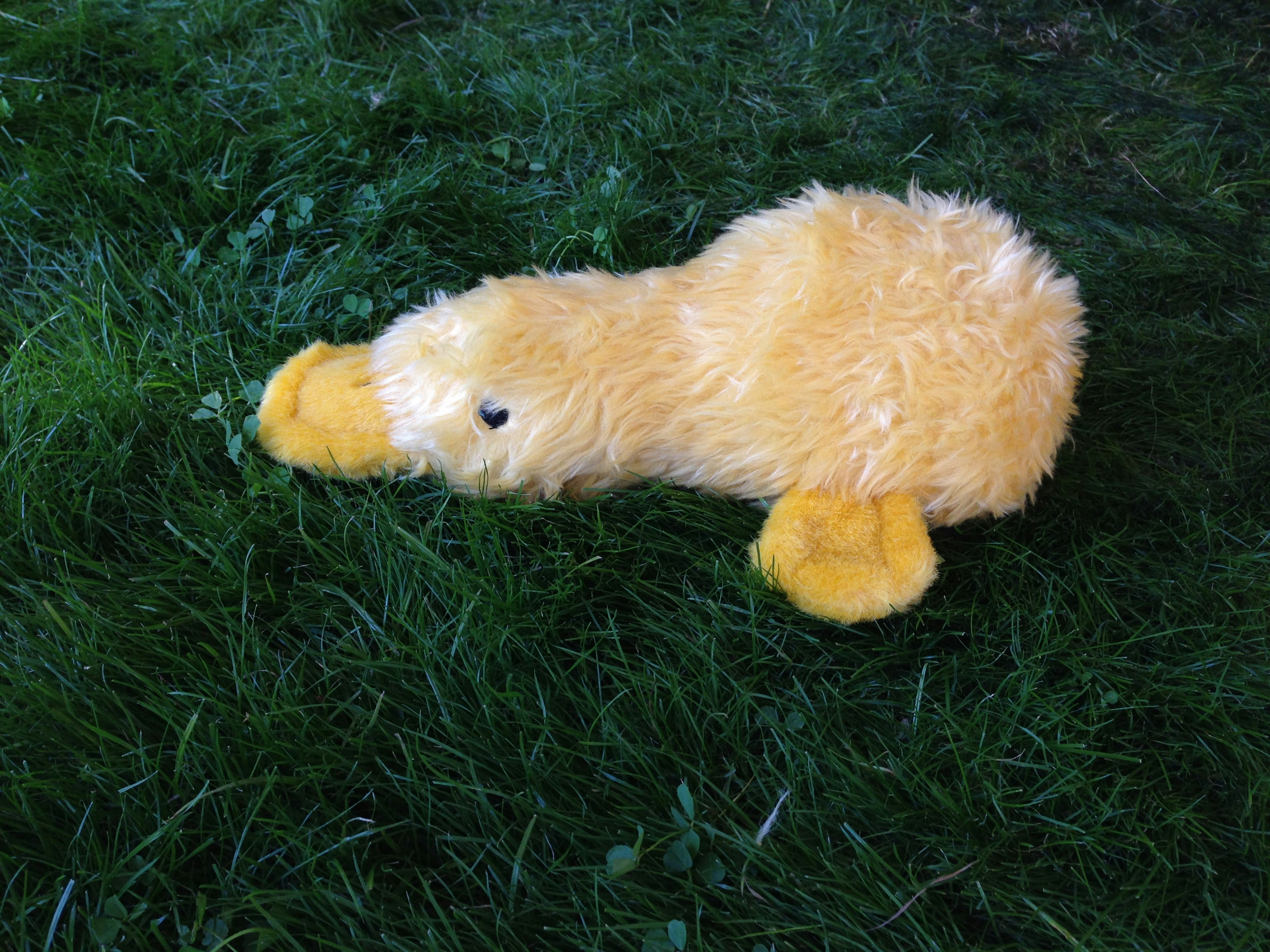 Amber-Plush Duckling Lounge on a Field of Emerald Grass