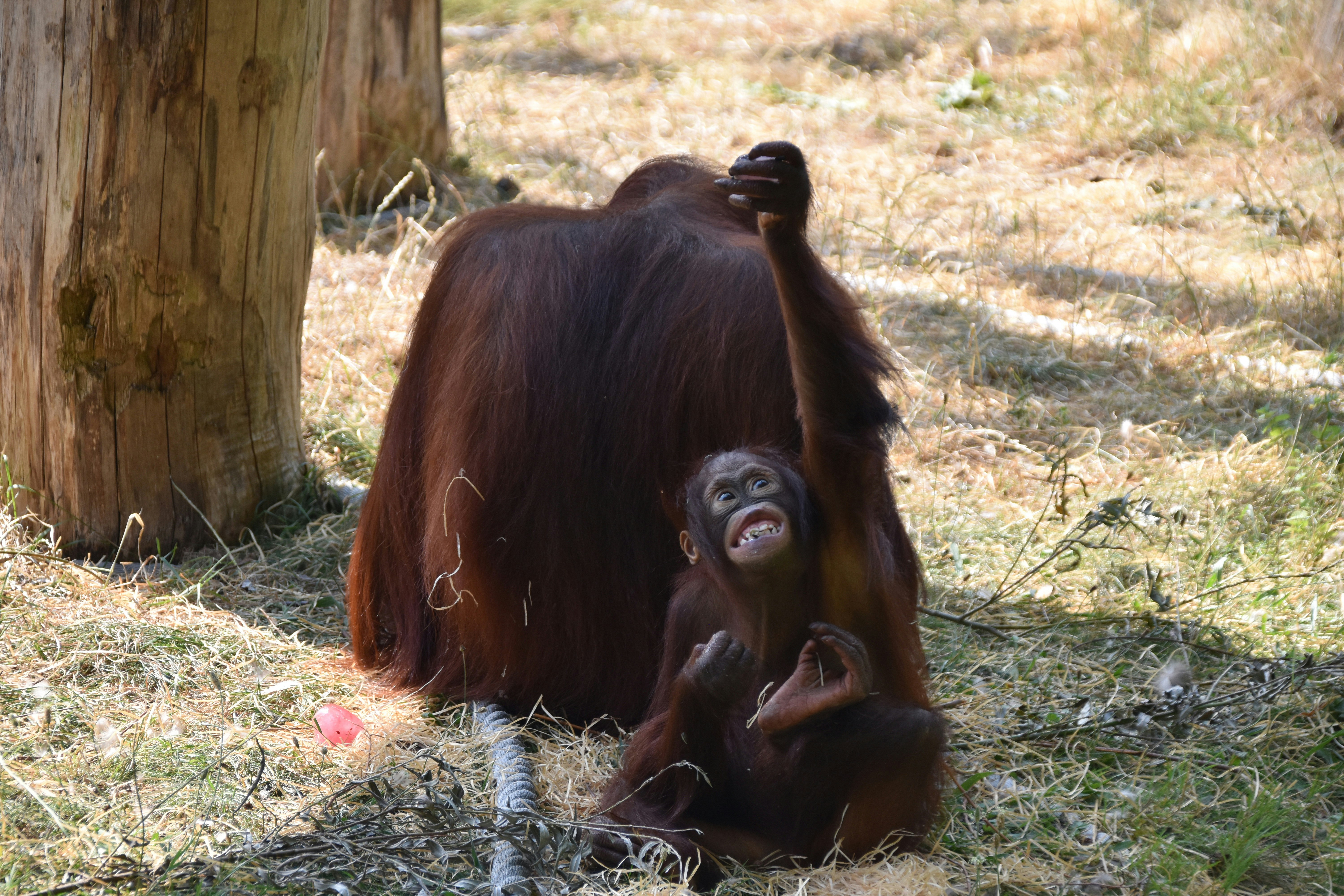 Baby trying showing ma something, but she has no interest | brown monkey on brown tree branch during daytime