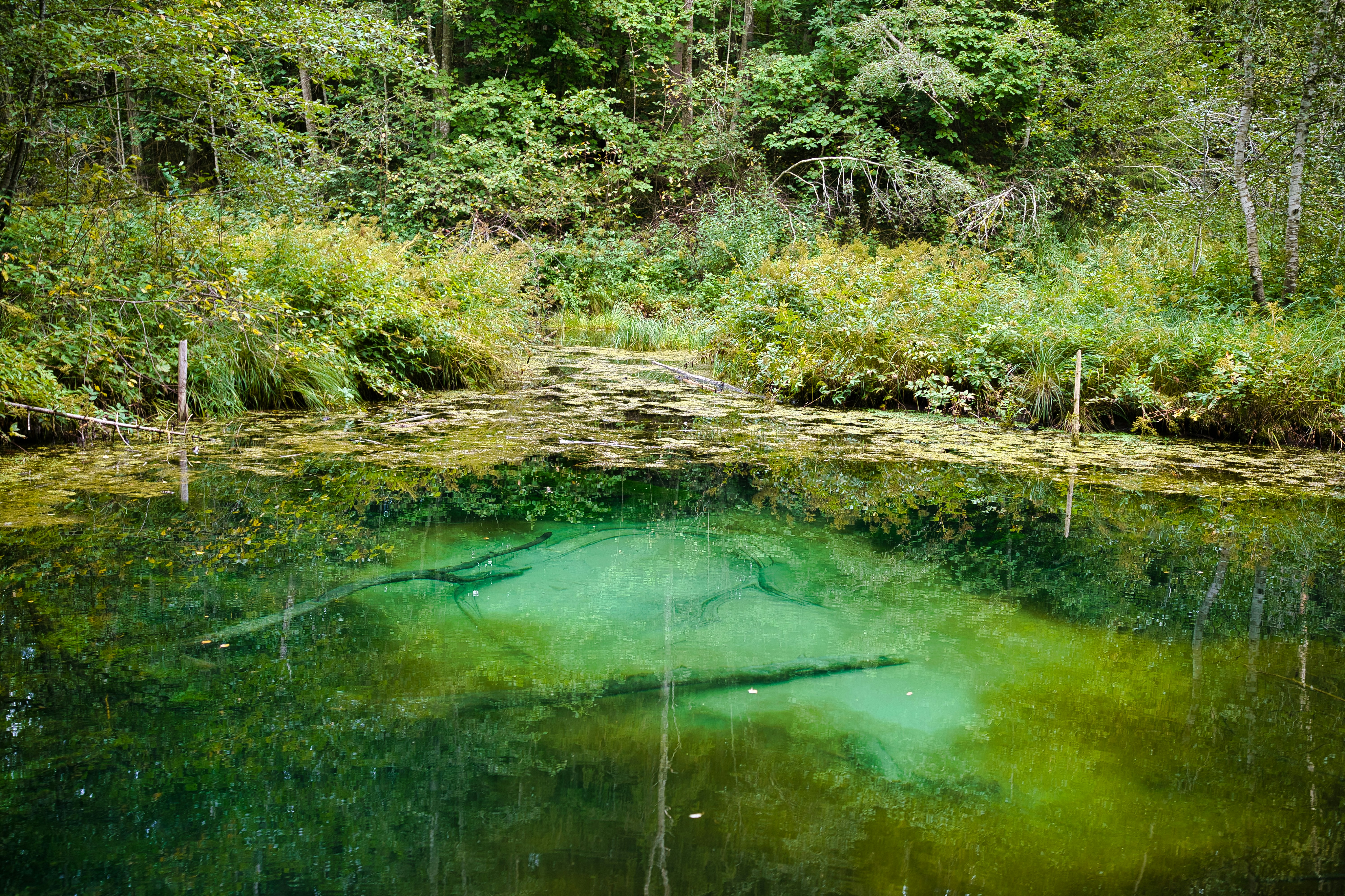 Vibrant green water surrounded by lush foliage, reflecting the serenity of nature.