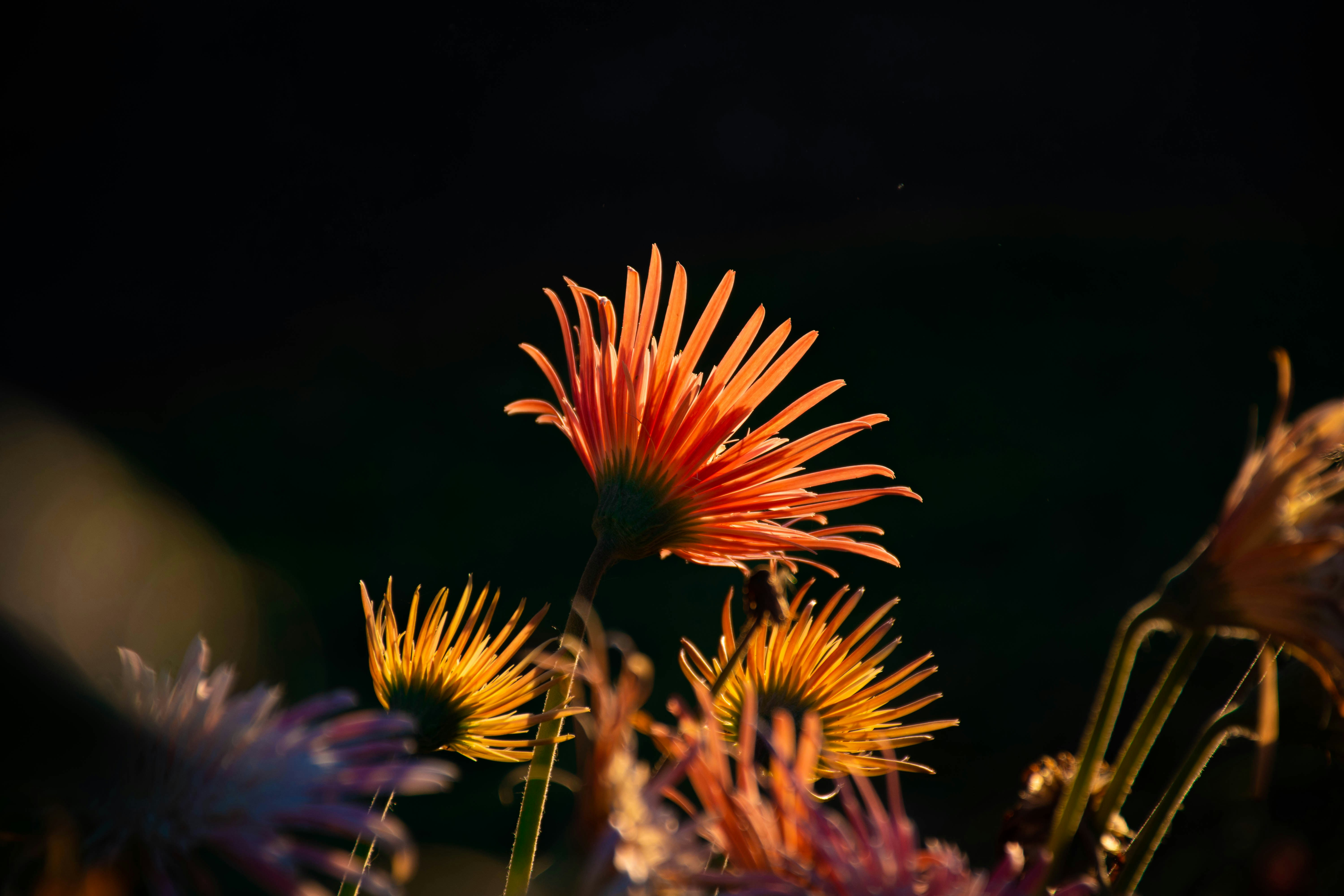 Ember Bloom Reaching Through a Velvet Dusk