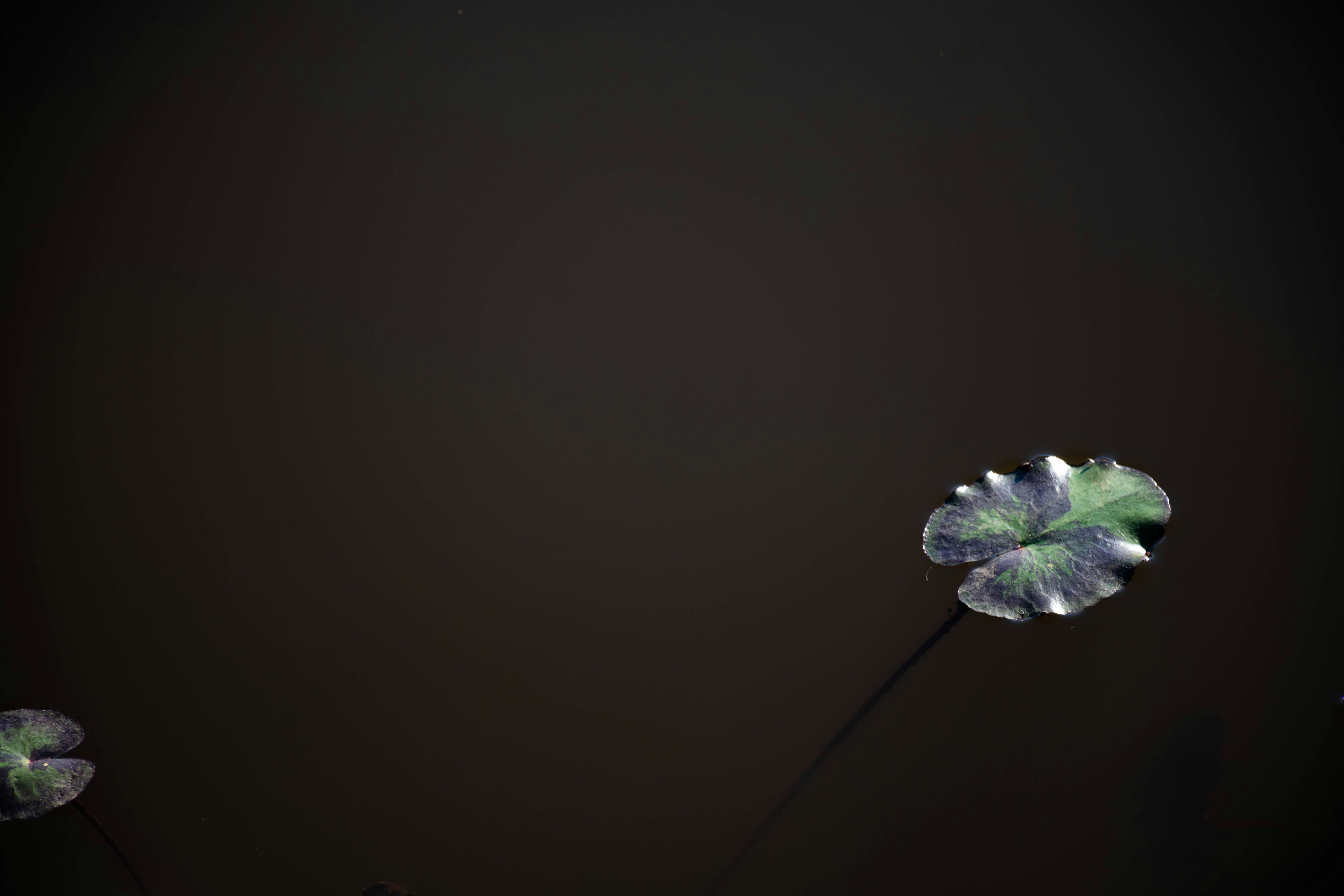 A lone lily pad gracefully floats on a dark, reflective surface, creating a serene focal point in a tranquil environment.