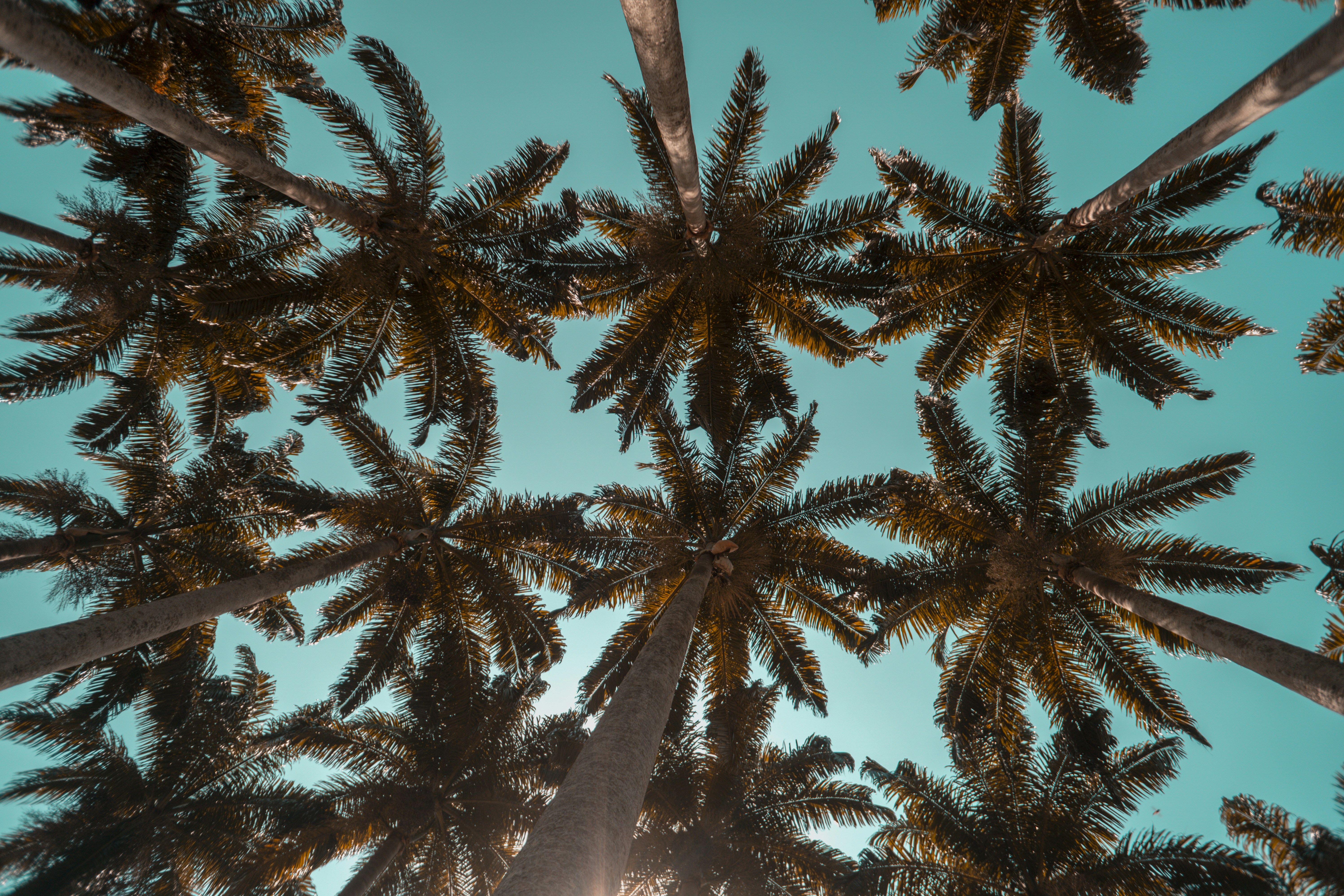 Tall palm trees viewed from below against a clear turquoise sky.