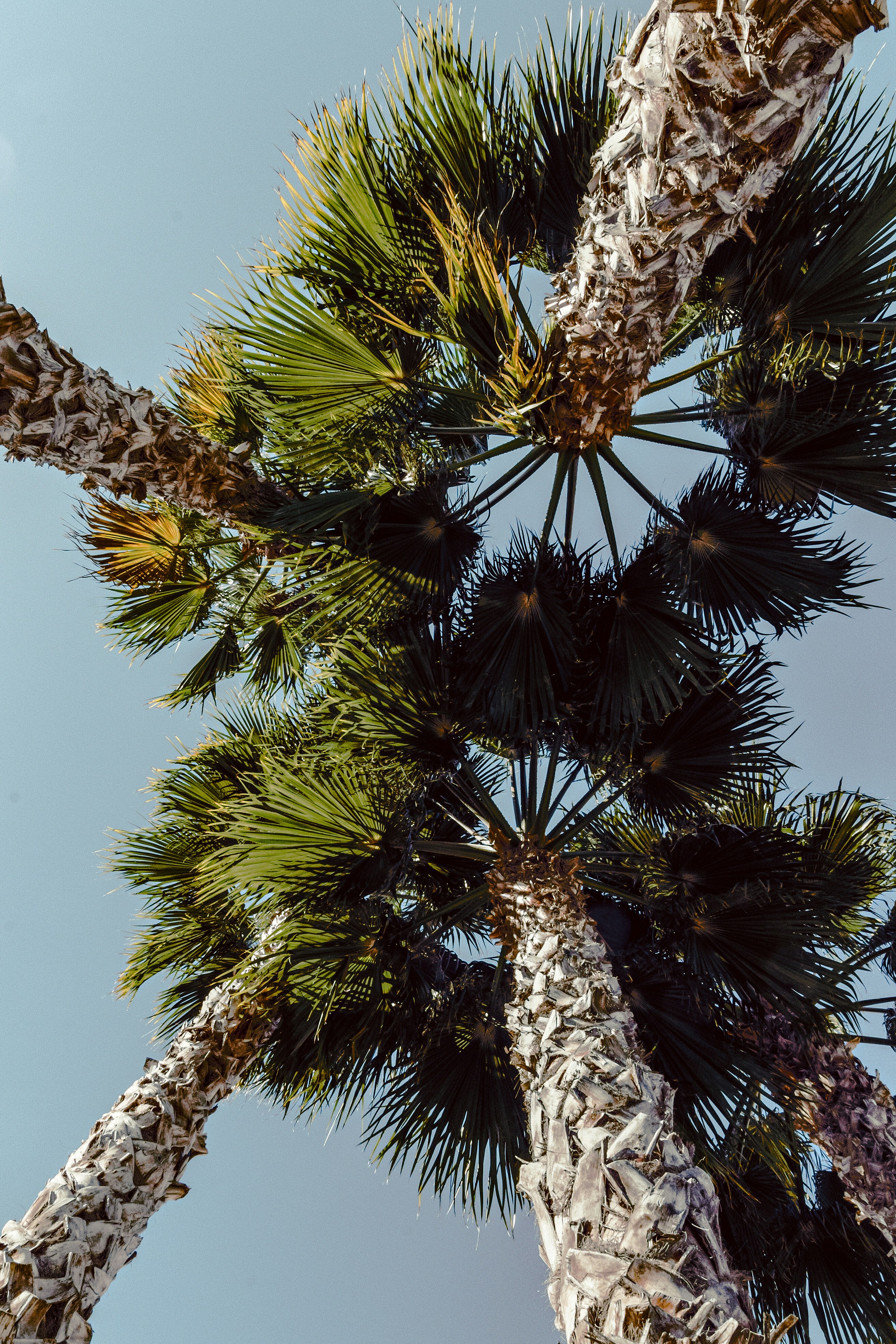 Palm trees viewed from below, showcasing their textured trunks and vibrant fronds against a clear sky.