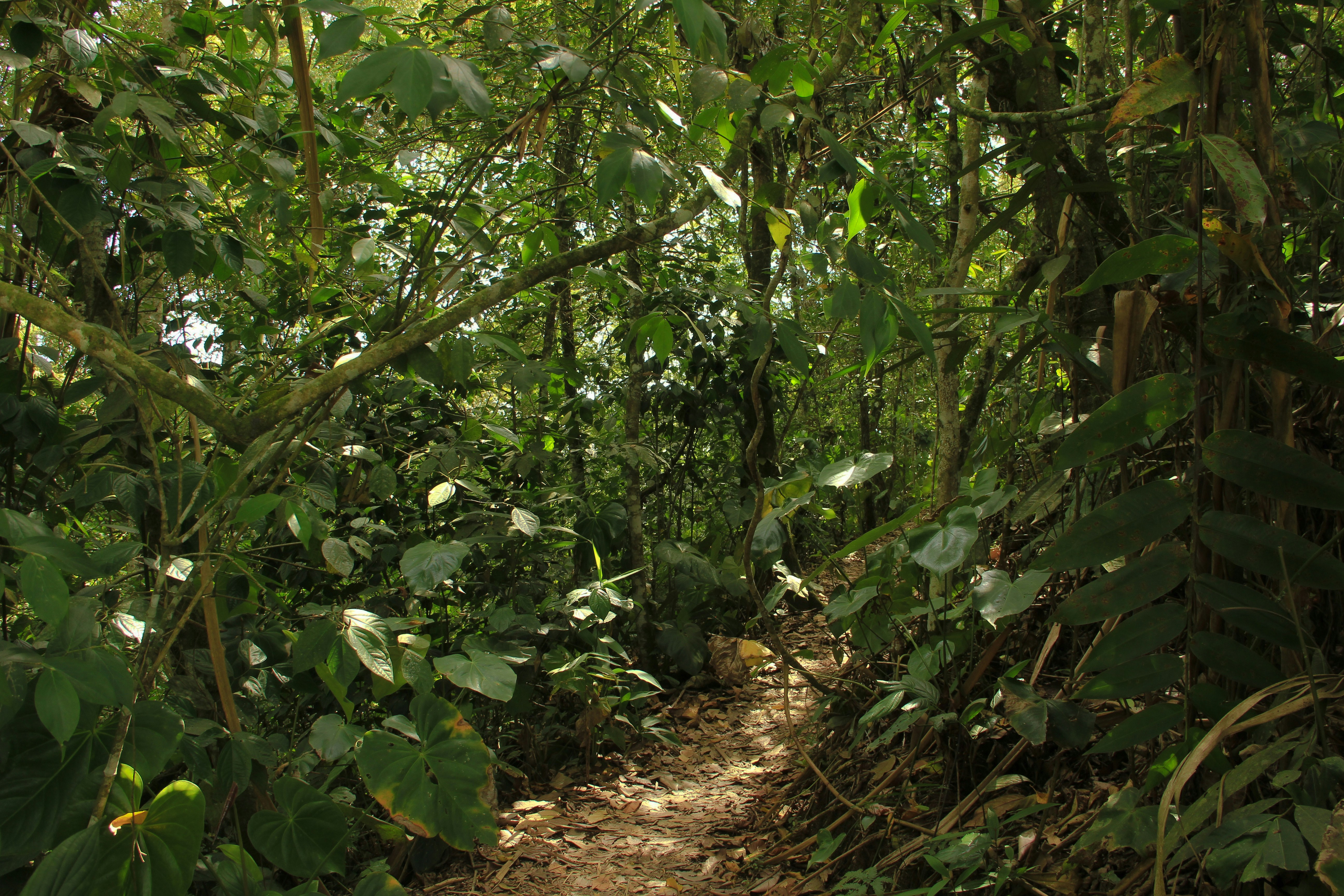 A narrow trail winds through dense tropical foliage, inviting exploration into the vibrant heart of the jungle.