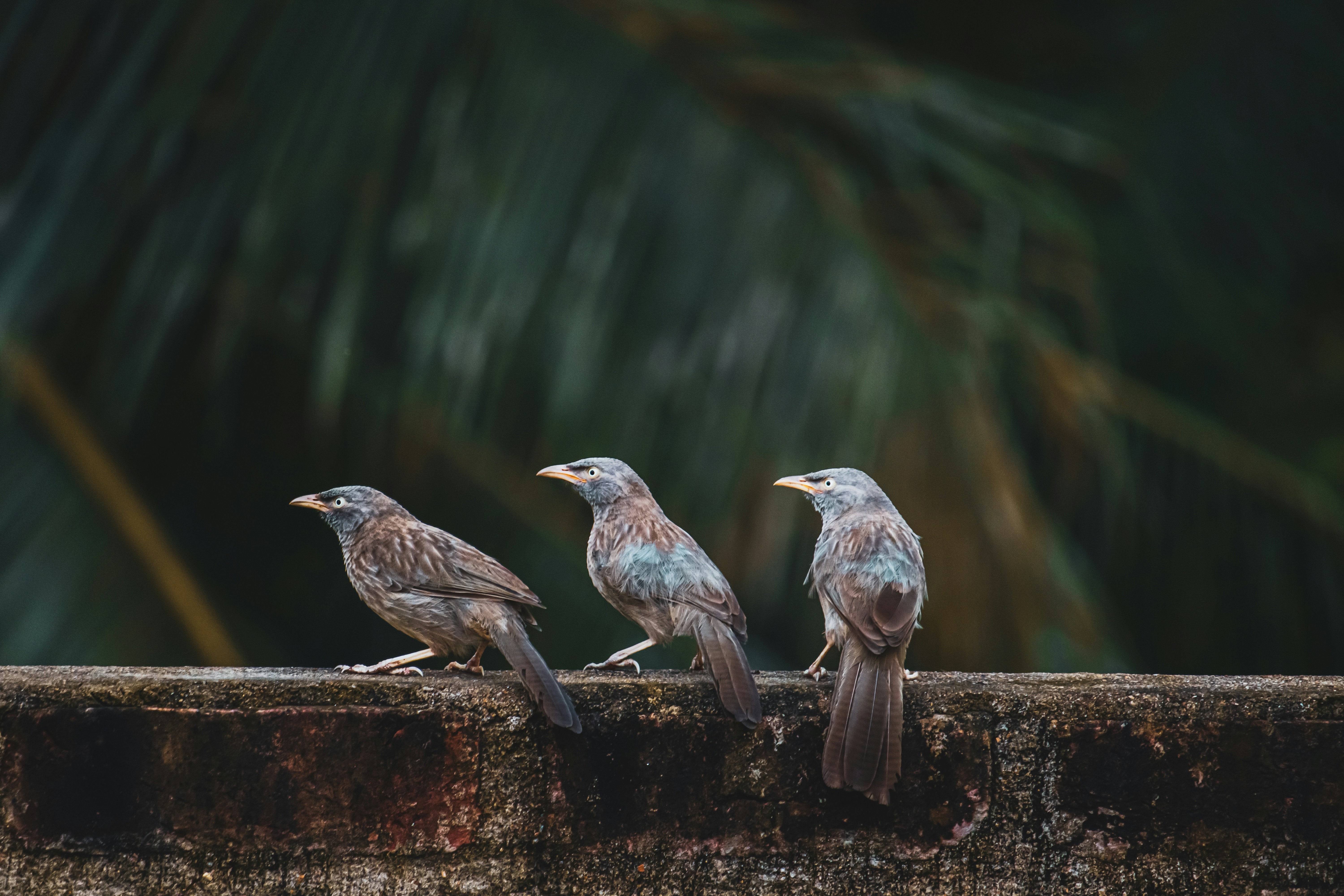 Trio on a Weathered Ledge: Brown Songbirds Beneath Palm Shadows