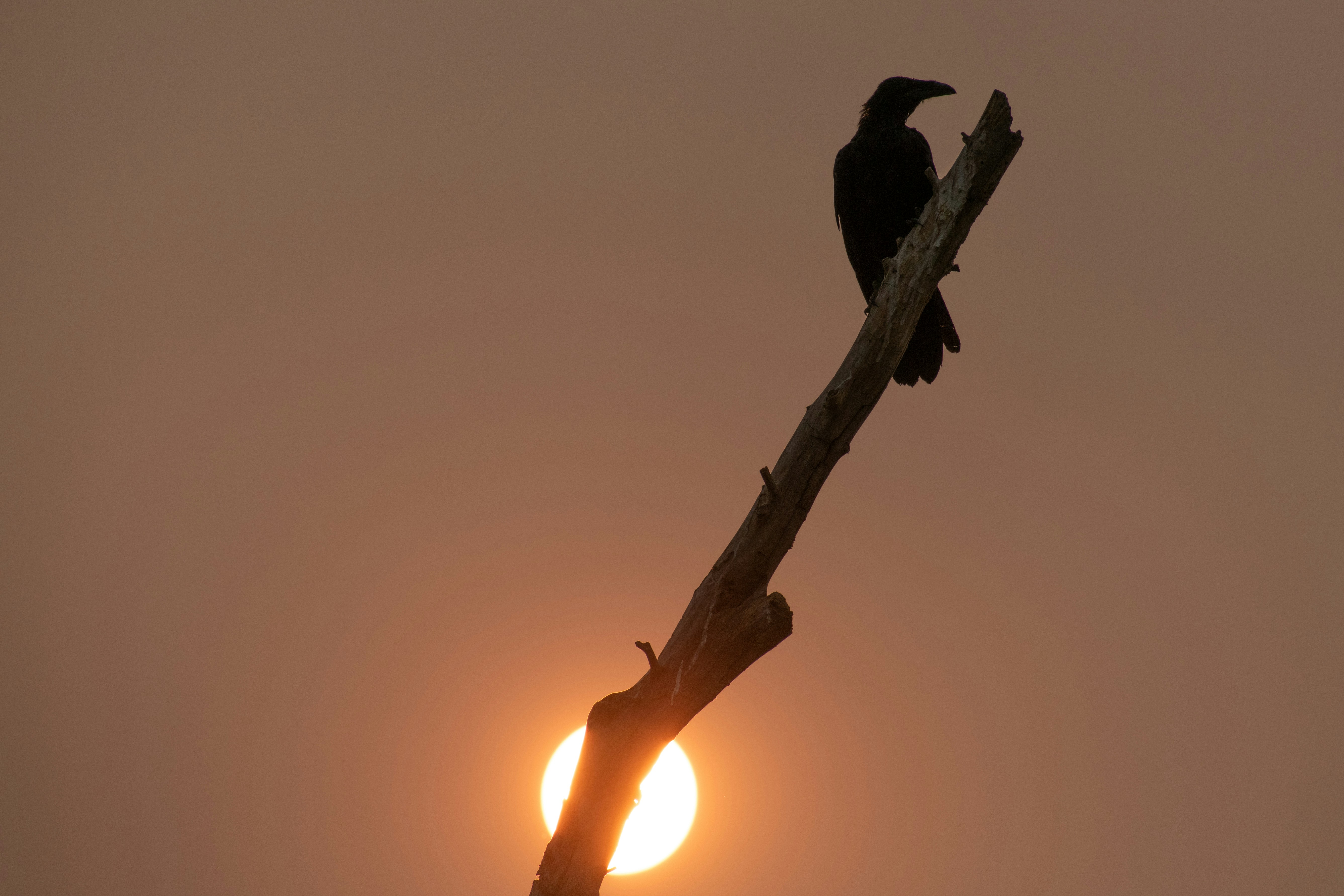 Dusk Sentinel: Crow Silhouette Against a Golden Sunset