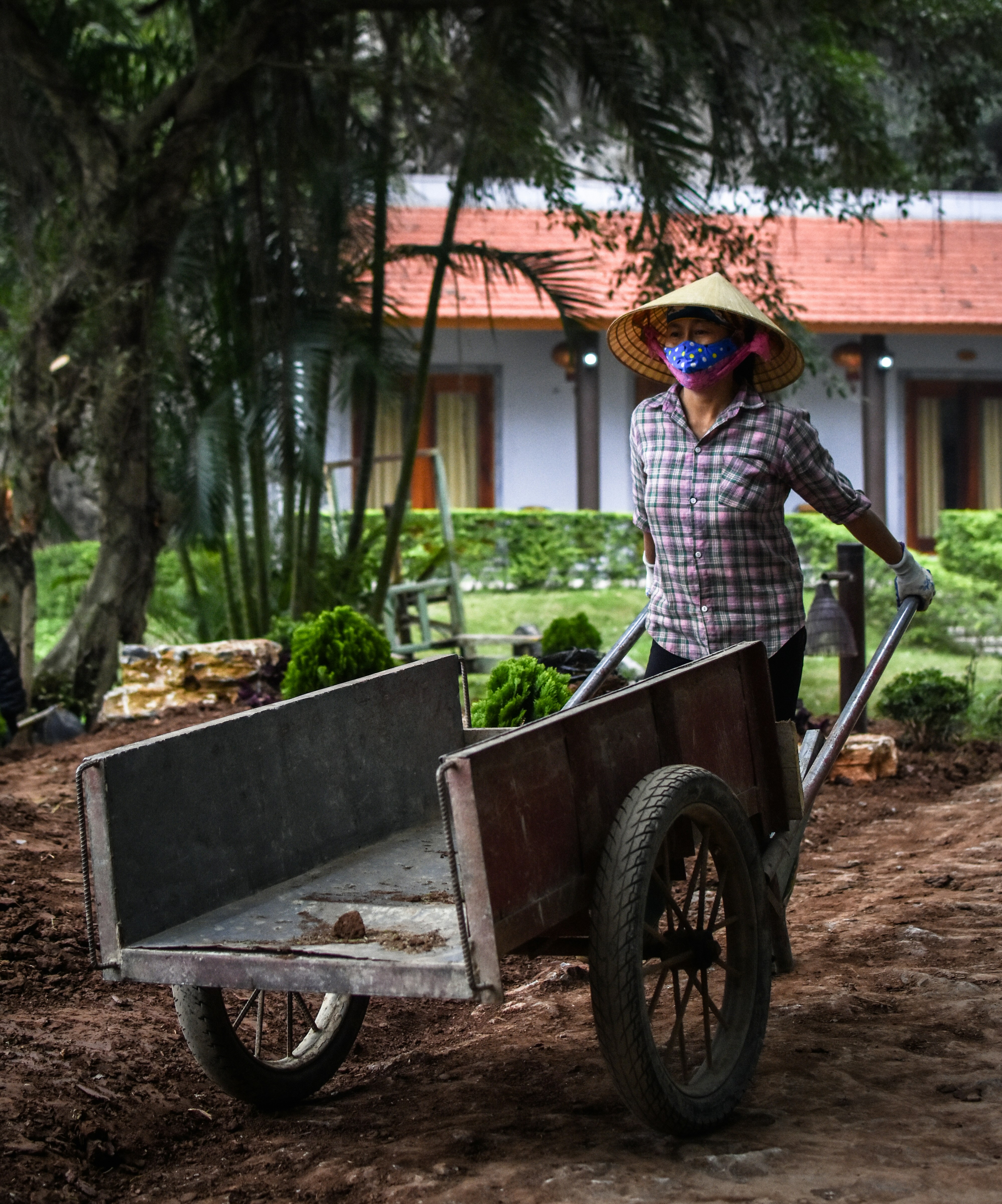 Masked Gardener in Plaid Pushes a Wheelbarrow Across a Sunlit Garden Path