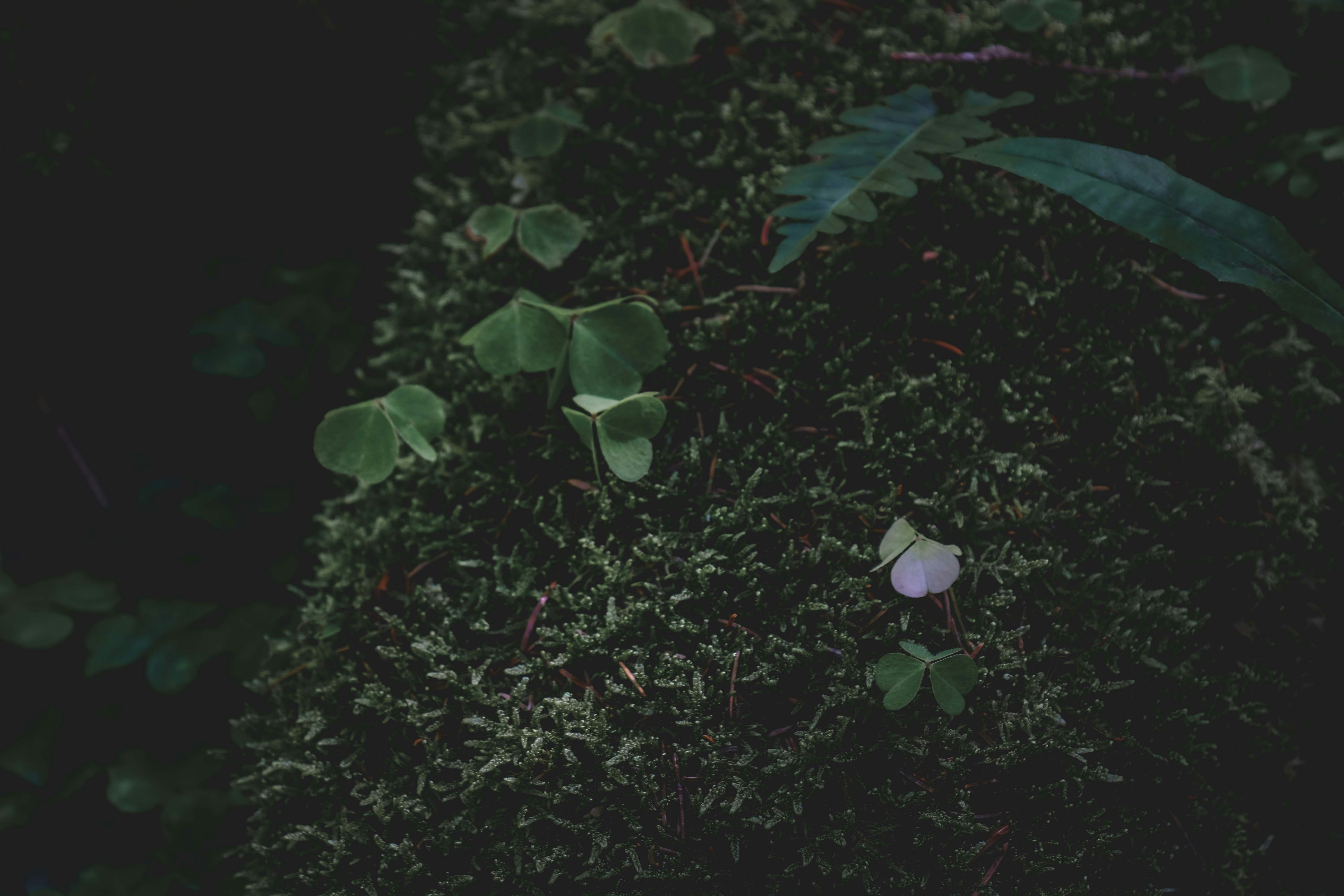 Midnight Moss: Tiny Clover on Velvet Emerald